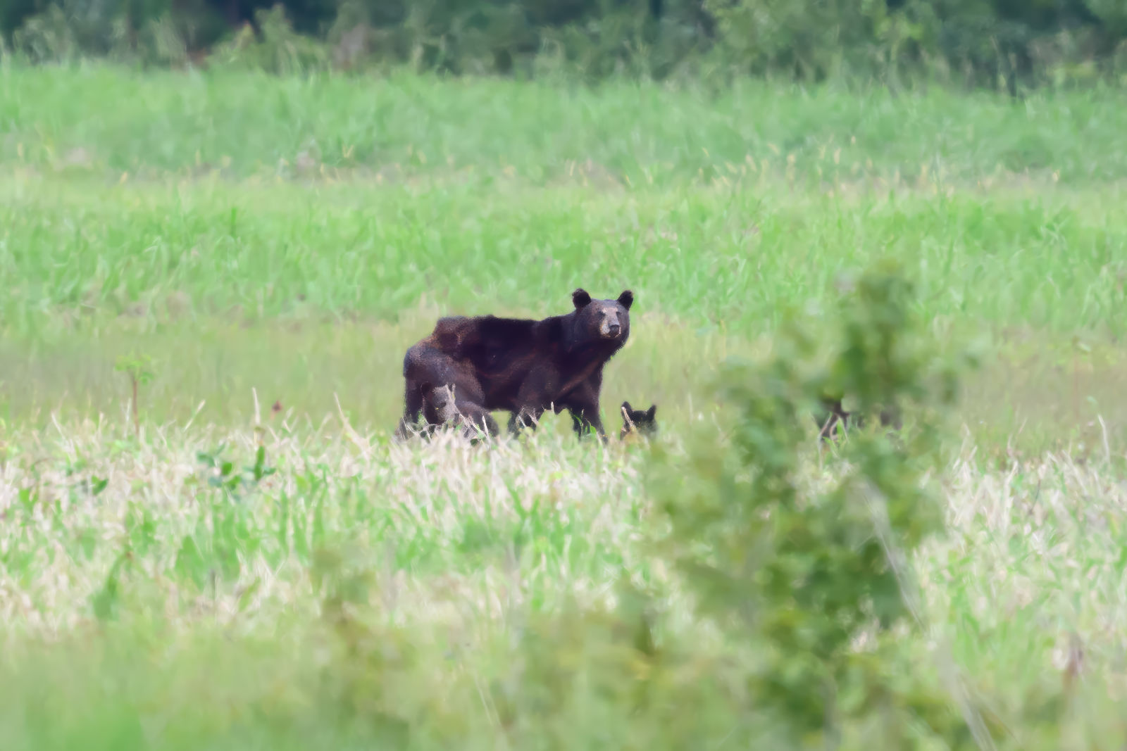 Alligator River National Wildlife Refuge by Kevin Strack Photography ...