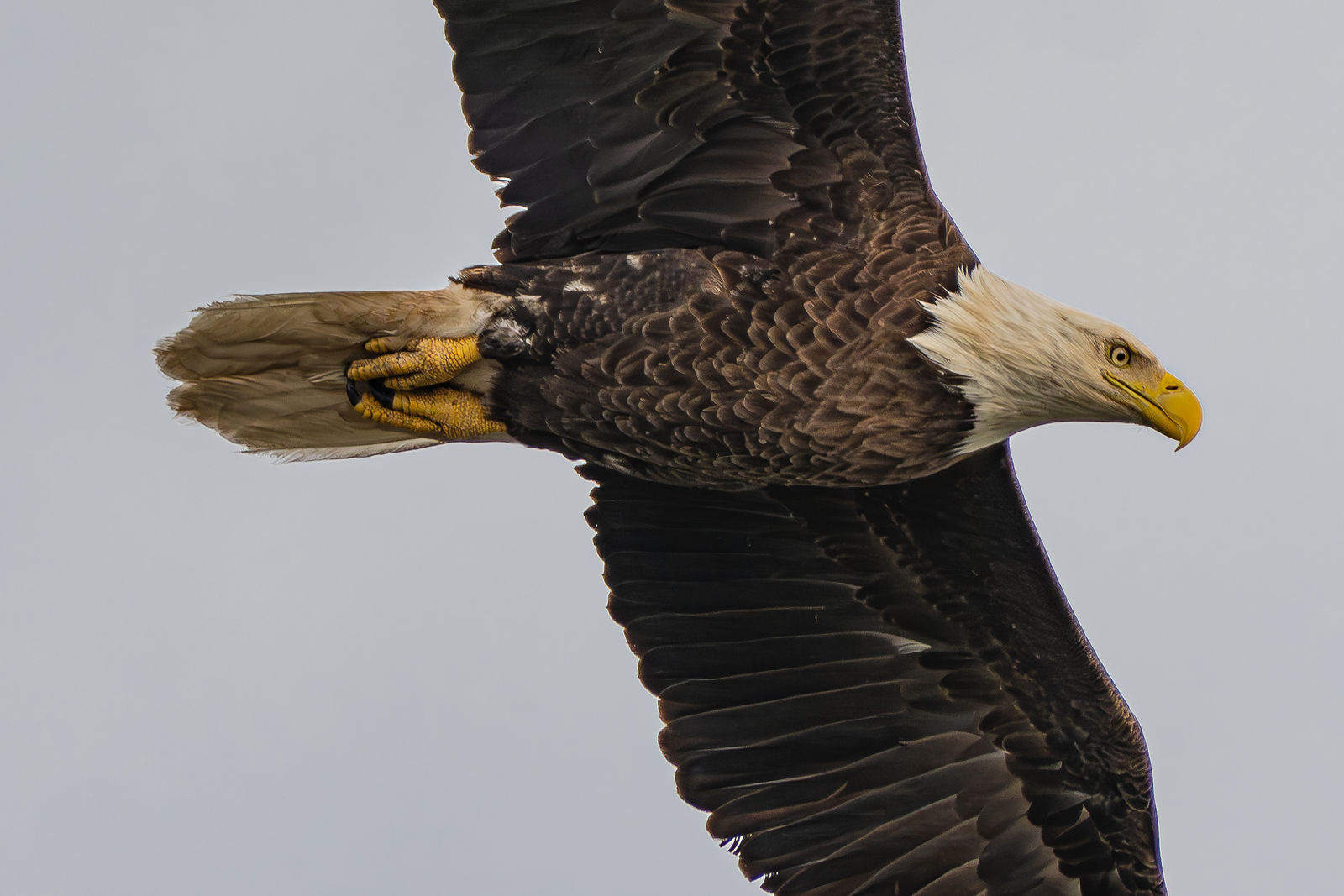 John Ray: Wildlife Shots by The Waters Pike Road