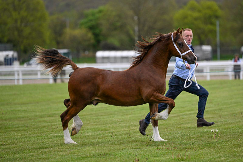 Glanusk Welsh Stallion Show 2024 by EquinePix Photography