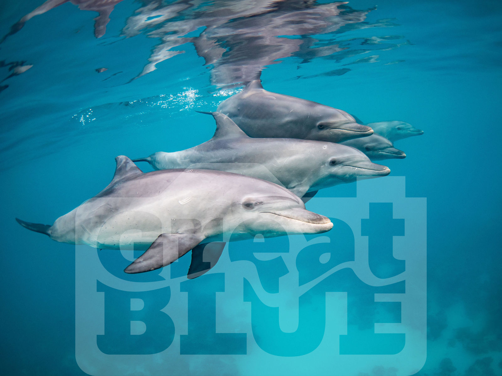 Bonaire marine life photo shop by Great Blue