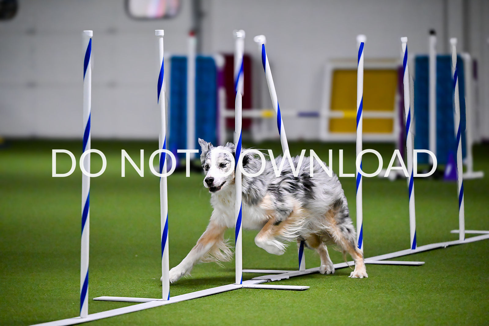 RACE Agility Trials (Sun) by In The Moment Photography