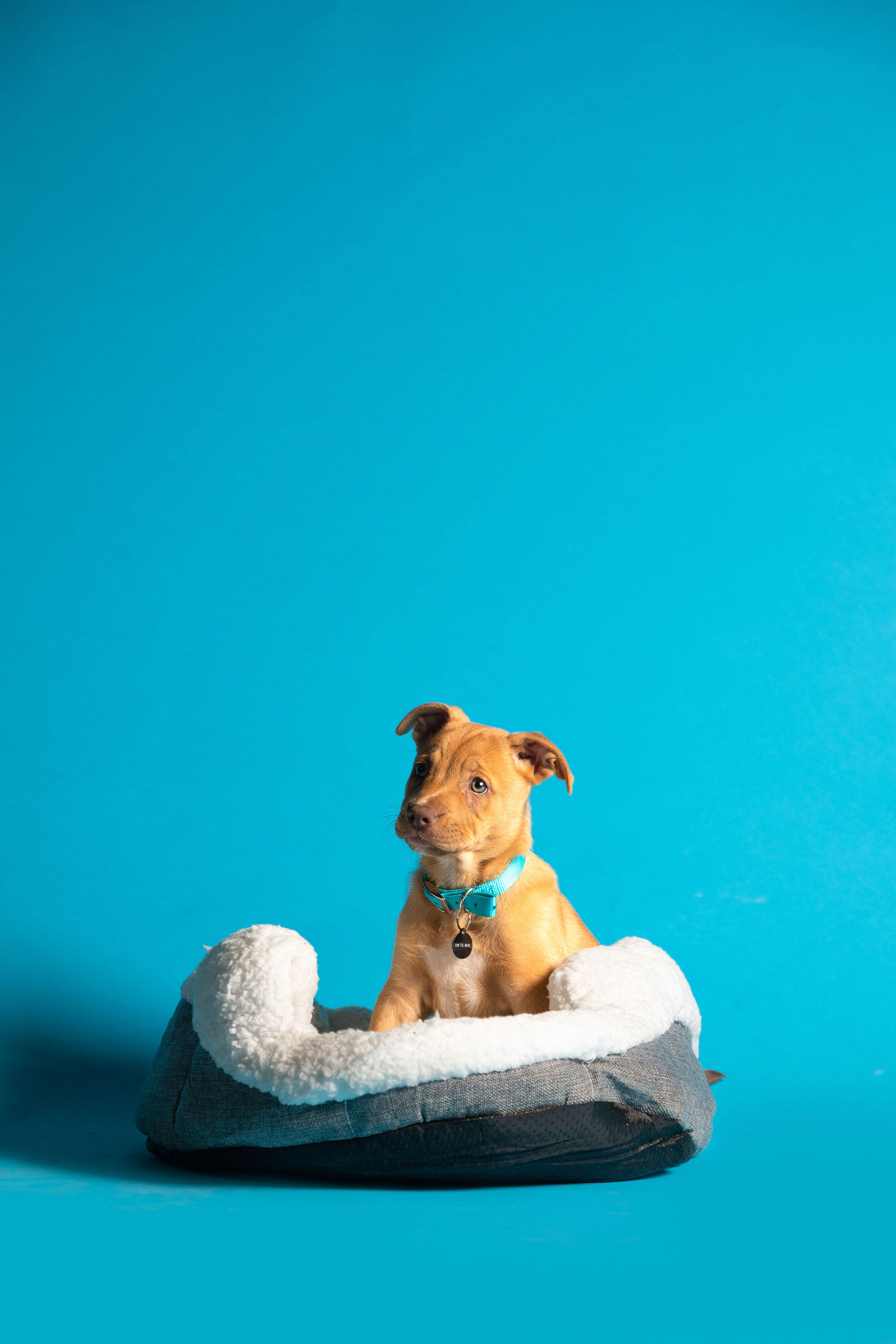 Miscellaneous Dogs by Joshua Bradford Studio, LLC