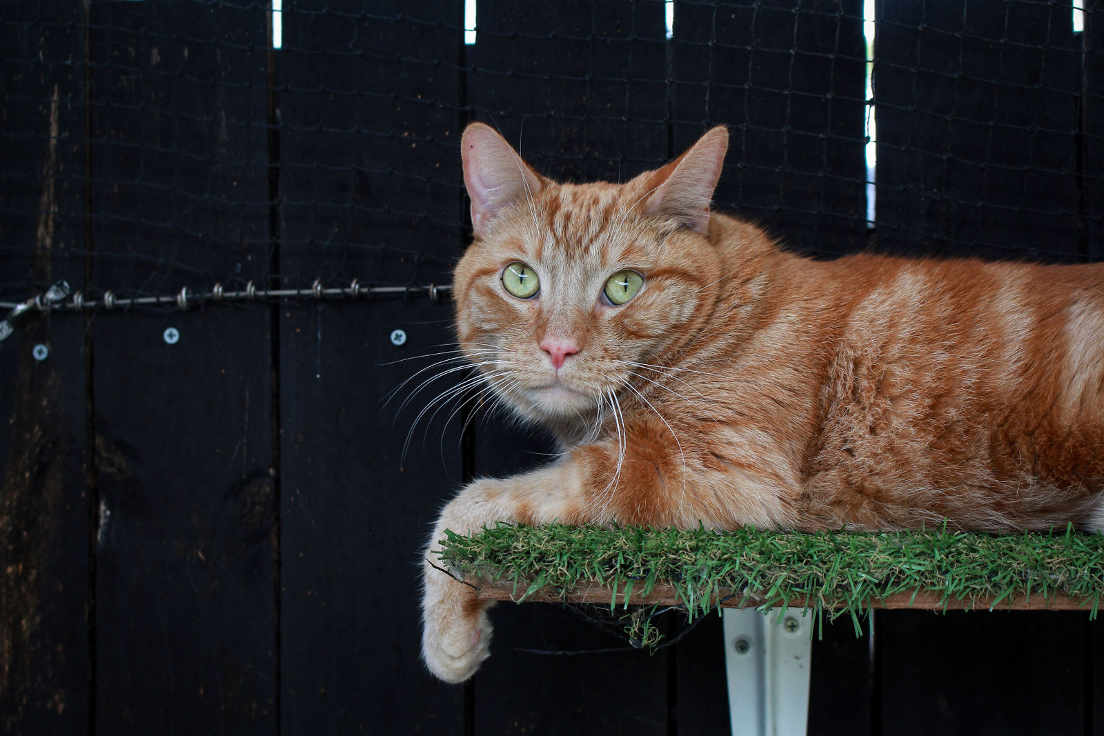 Master Brian & Master Benny by Tahlia Woodlock