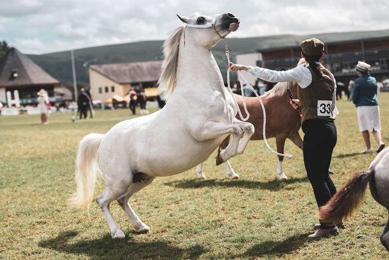 Royal Welsh Show Wednesday Highlights 2019 by EquinePix Photography