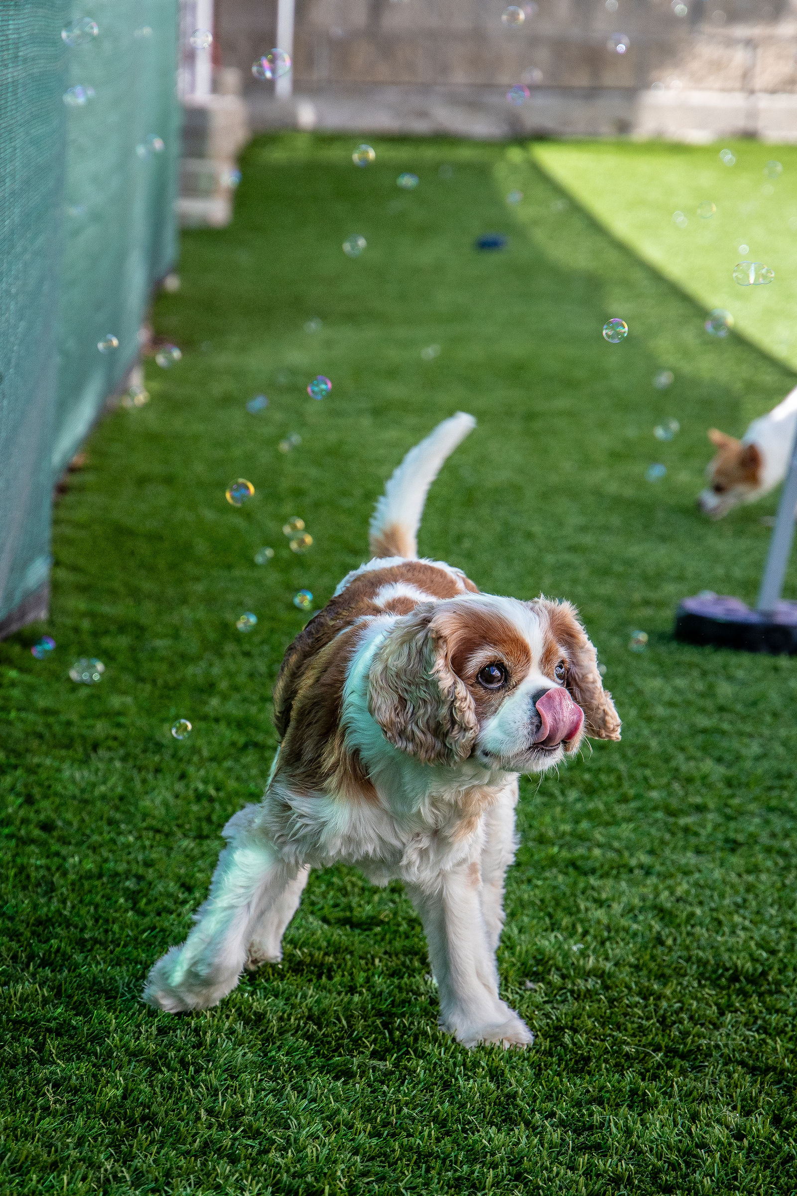 Bark Avenue PDX by Elise Alexandra Photography