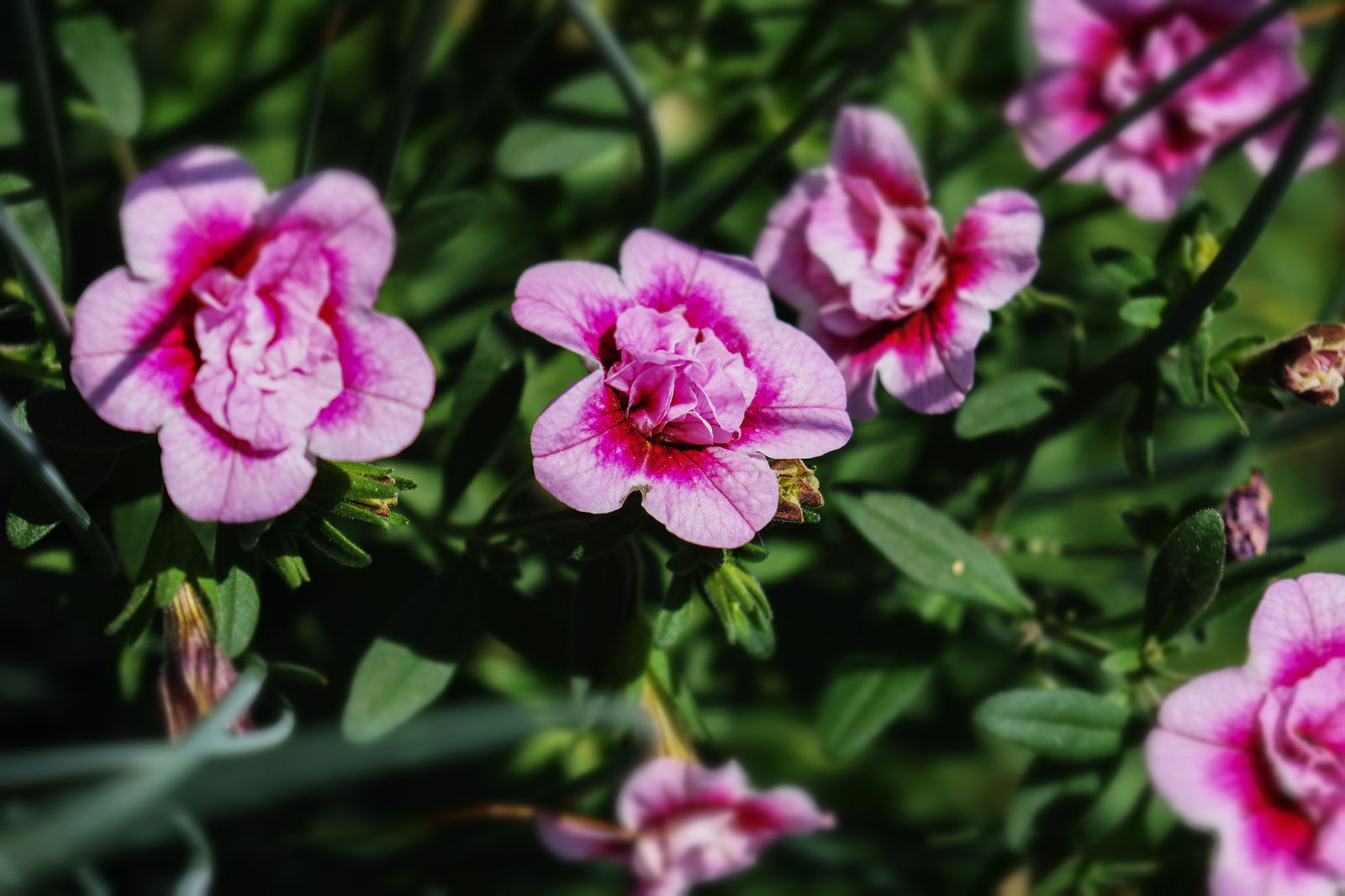 Hildreth by Jaime’s Photo and Design