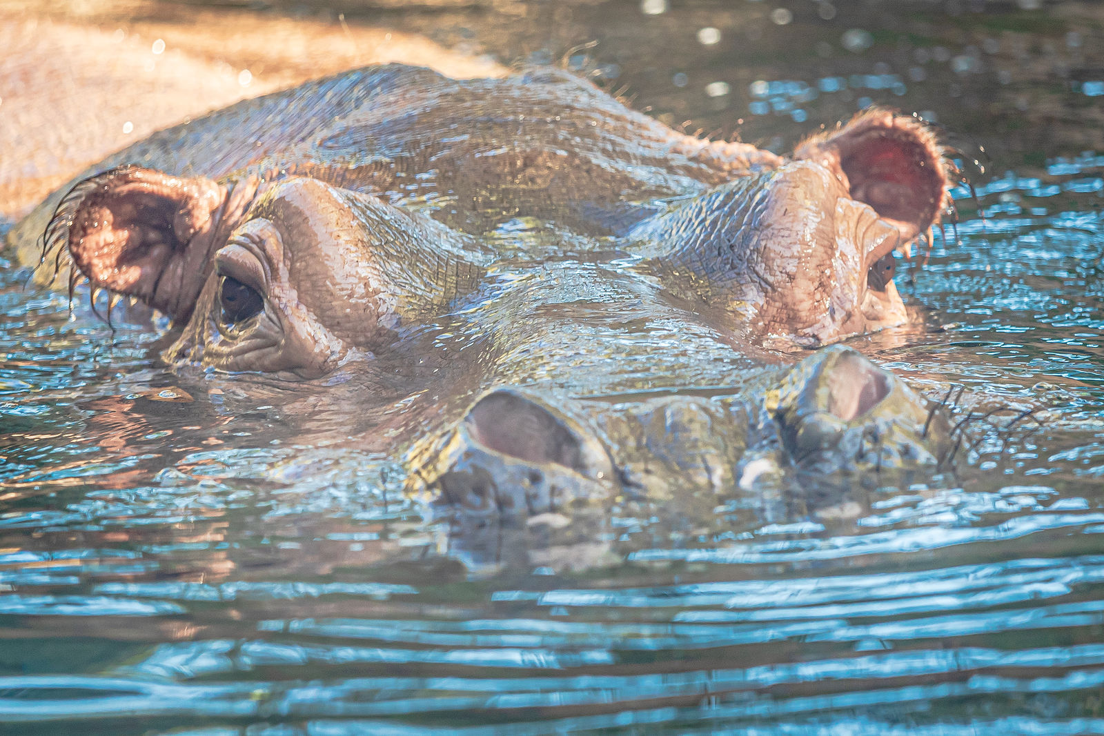 Cincinnati Zoo by Mark Jump Photography