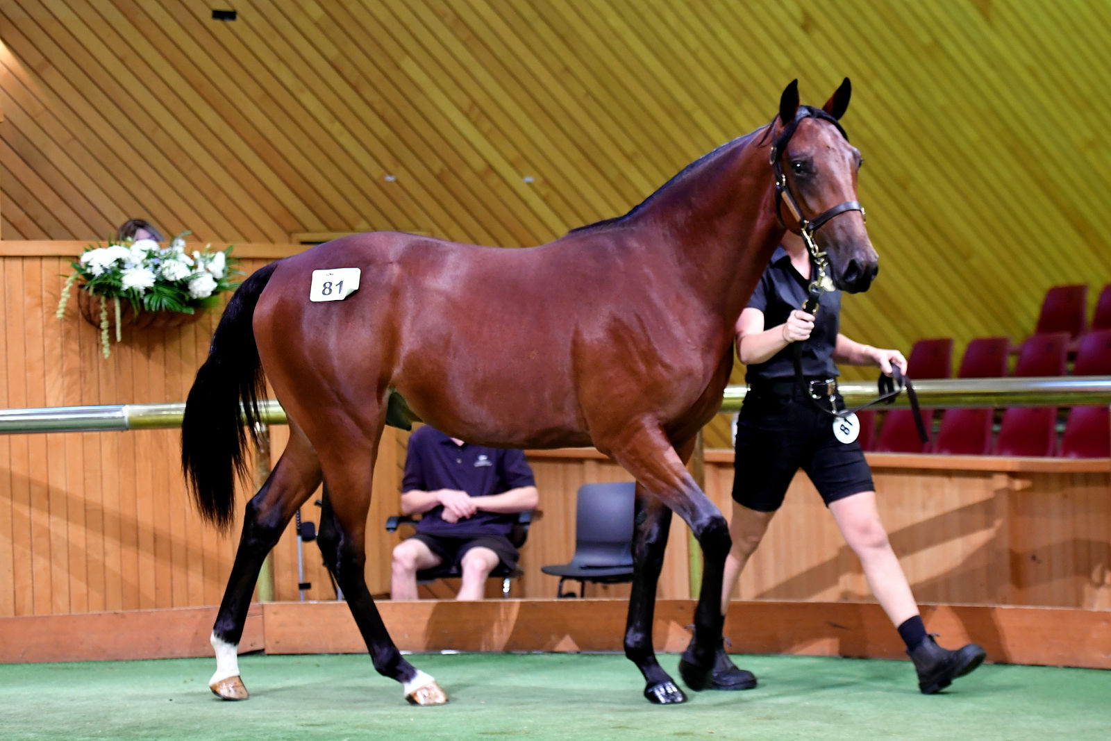 2025 NZB STANDARDBRED YEARLING SALE by Equifocus NZ Ltd