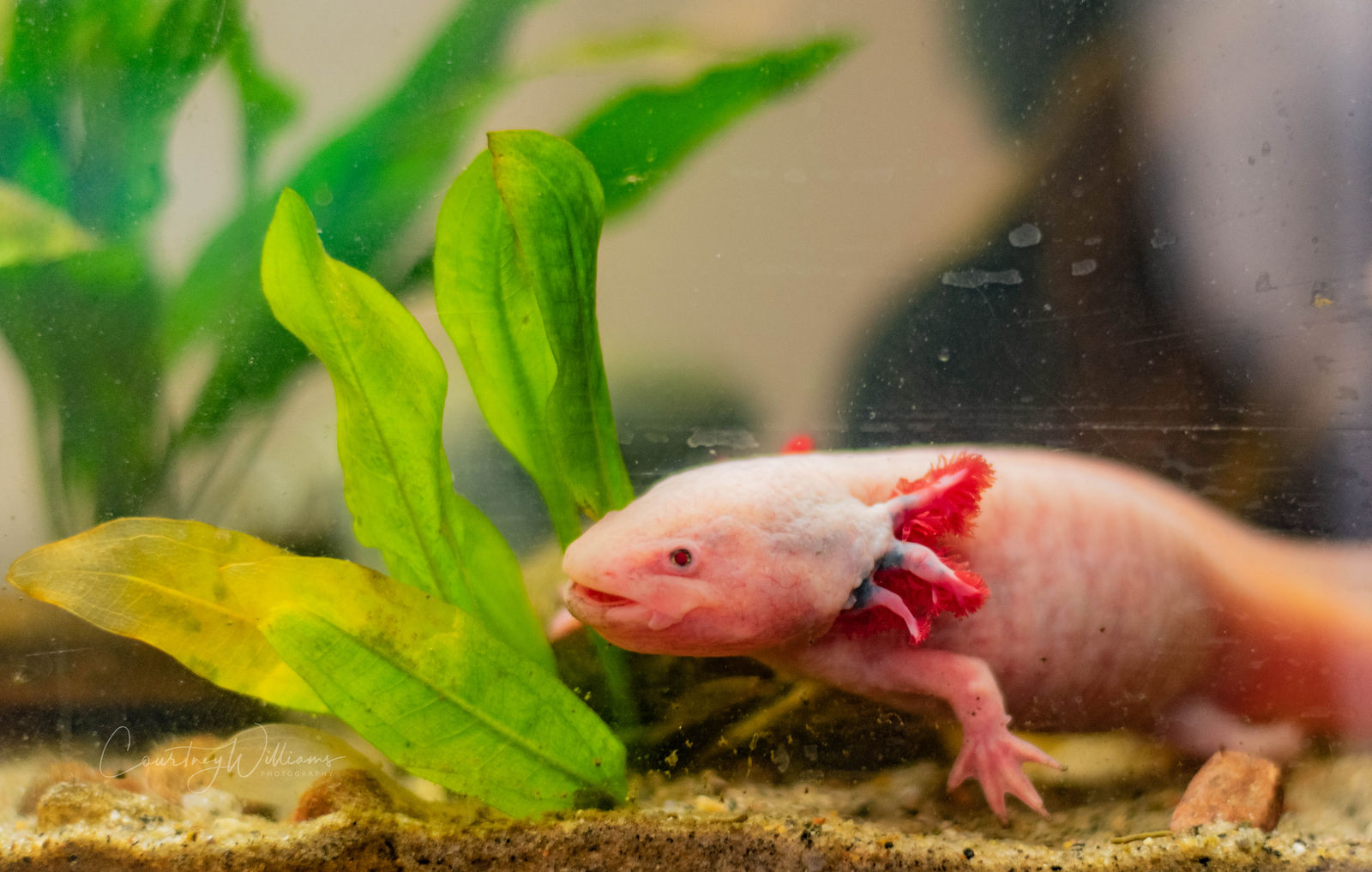 Waylon by Courtney Williams Photography