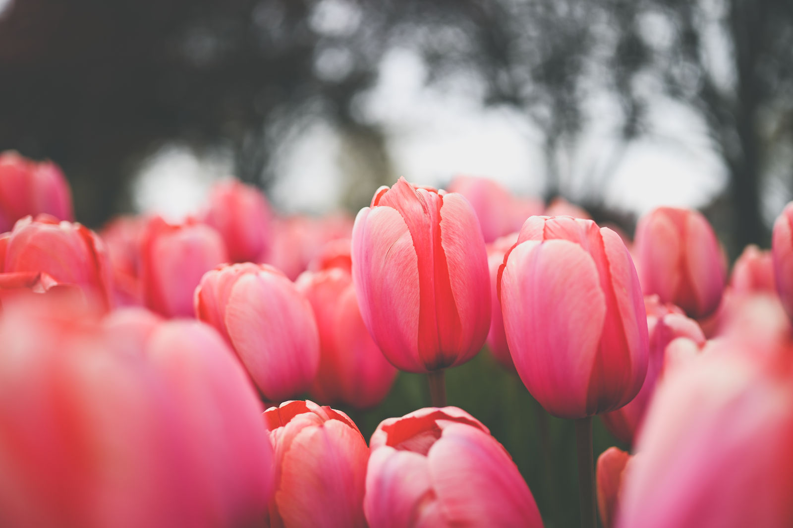 JR tulip pics by Michelle Gritters Luxe Photography