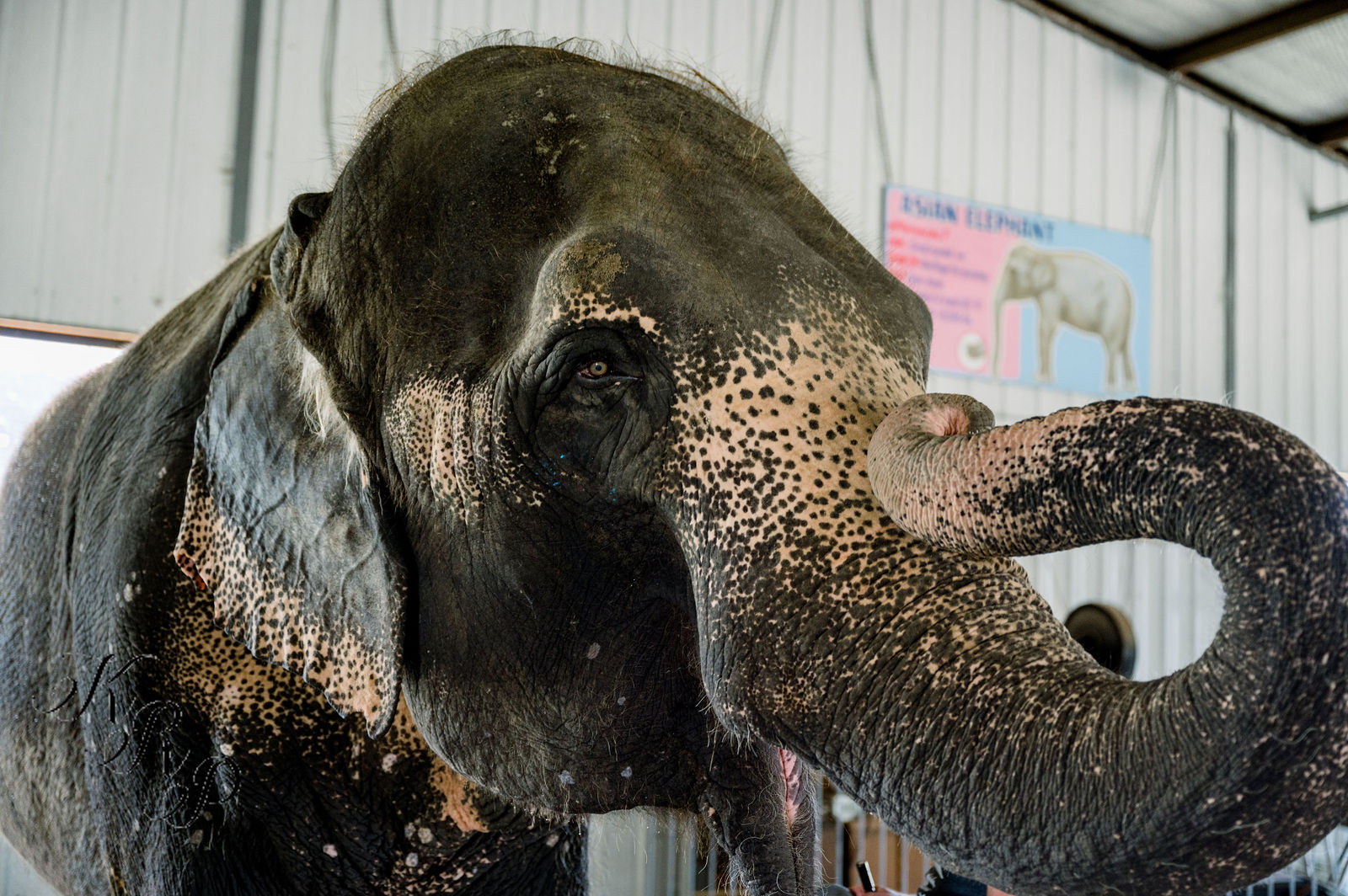 Endangered Ark Foundation by KellyRow Photography