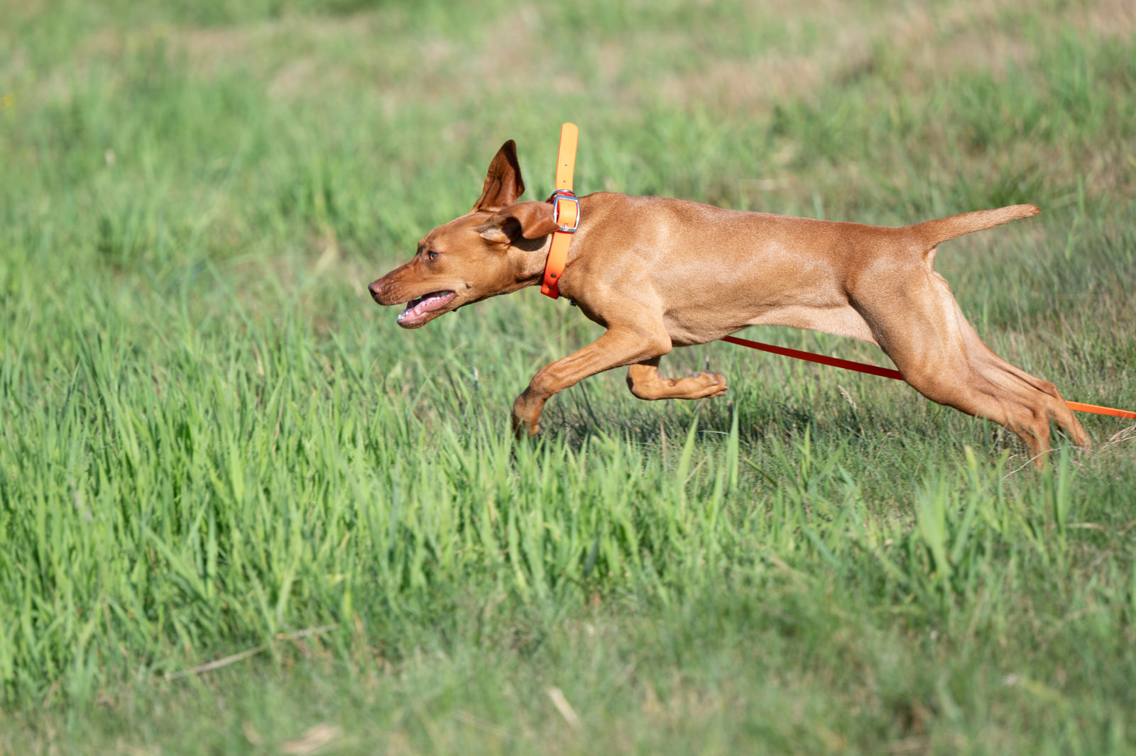Swamp dog tests and training by Ayri K Photography