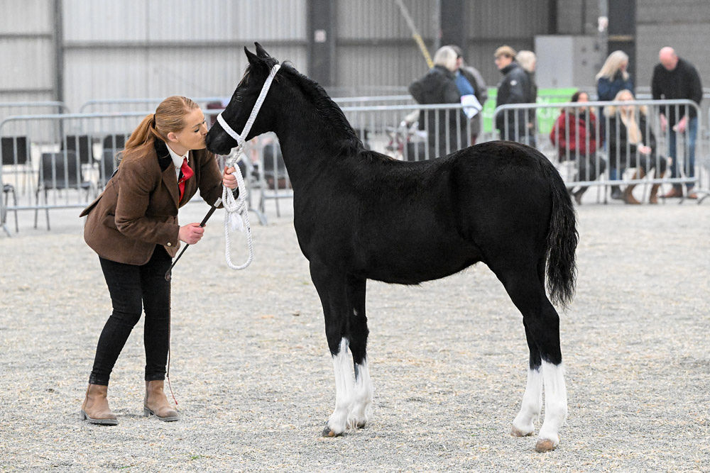 Welsh National Foal & Yearling Show 2025 by EquinePix Photography