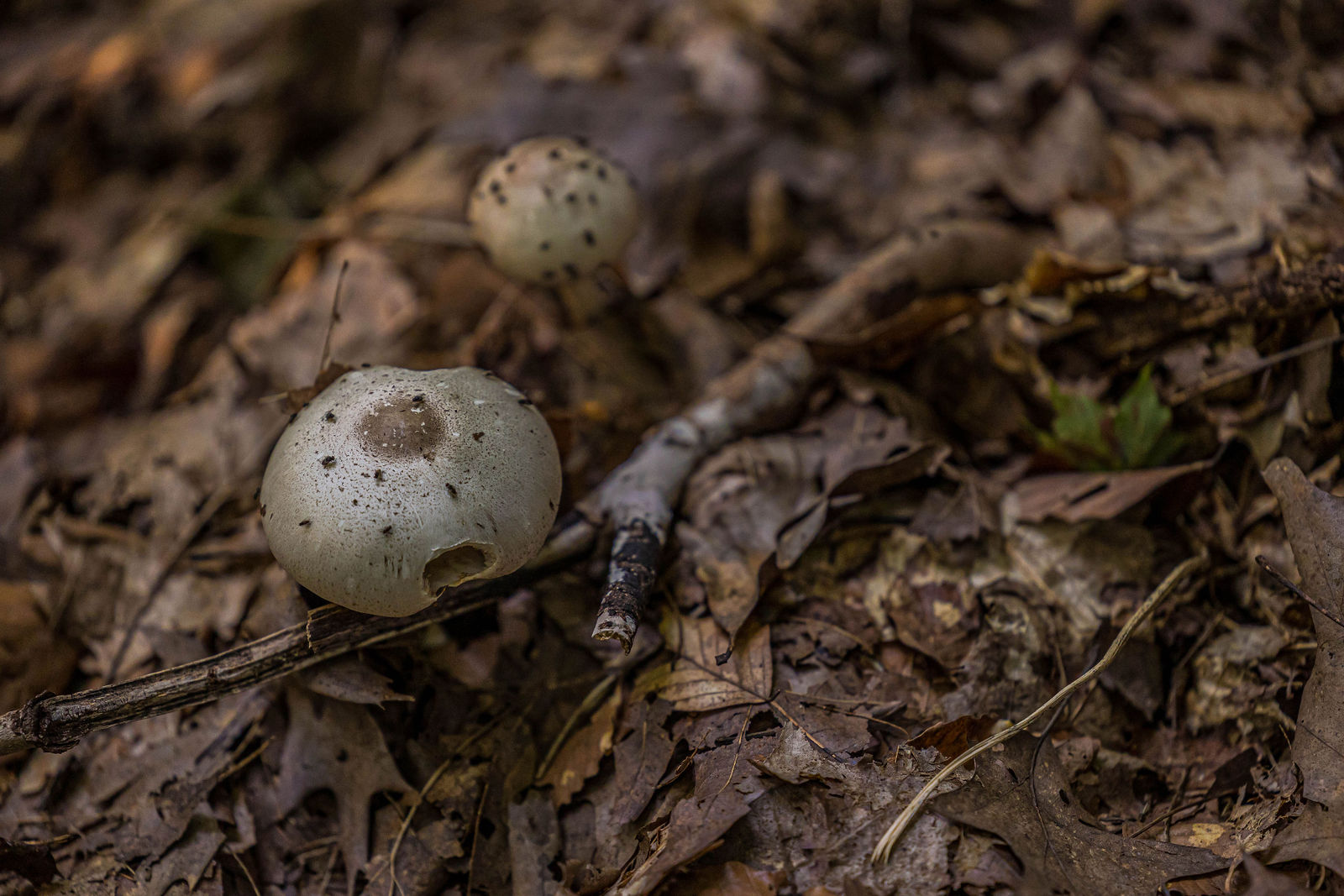 Riverview Farm Gallery by BThomasHart Photography