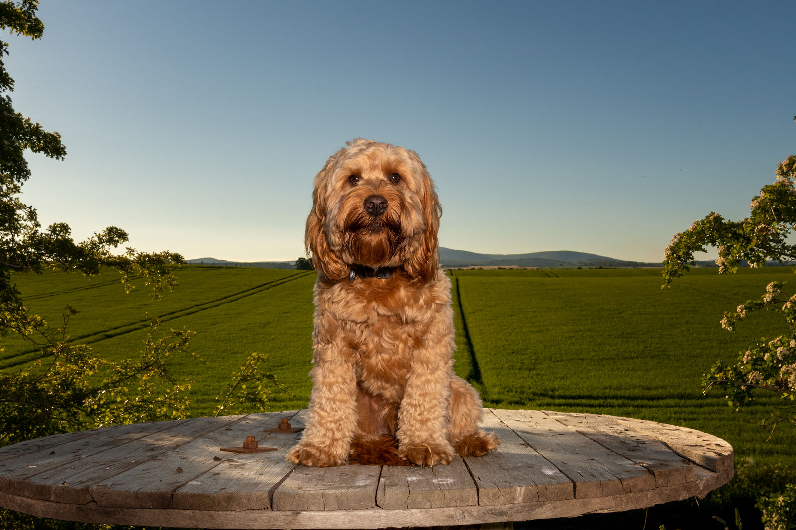 Hamish, Cooper and Arlo by Craig Cantwell Photography