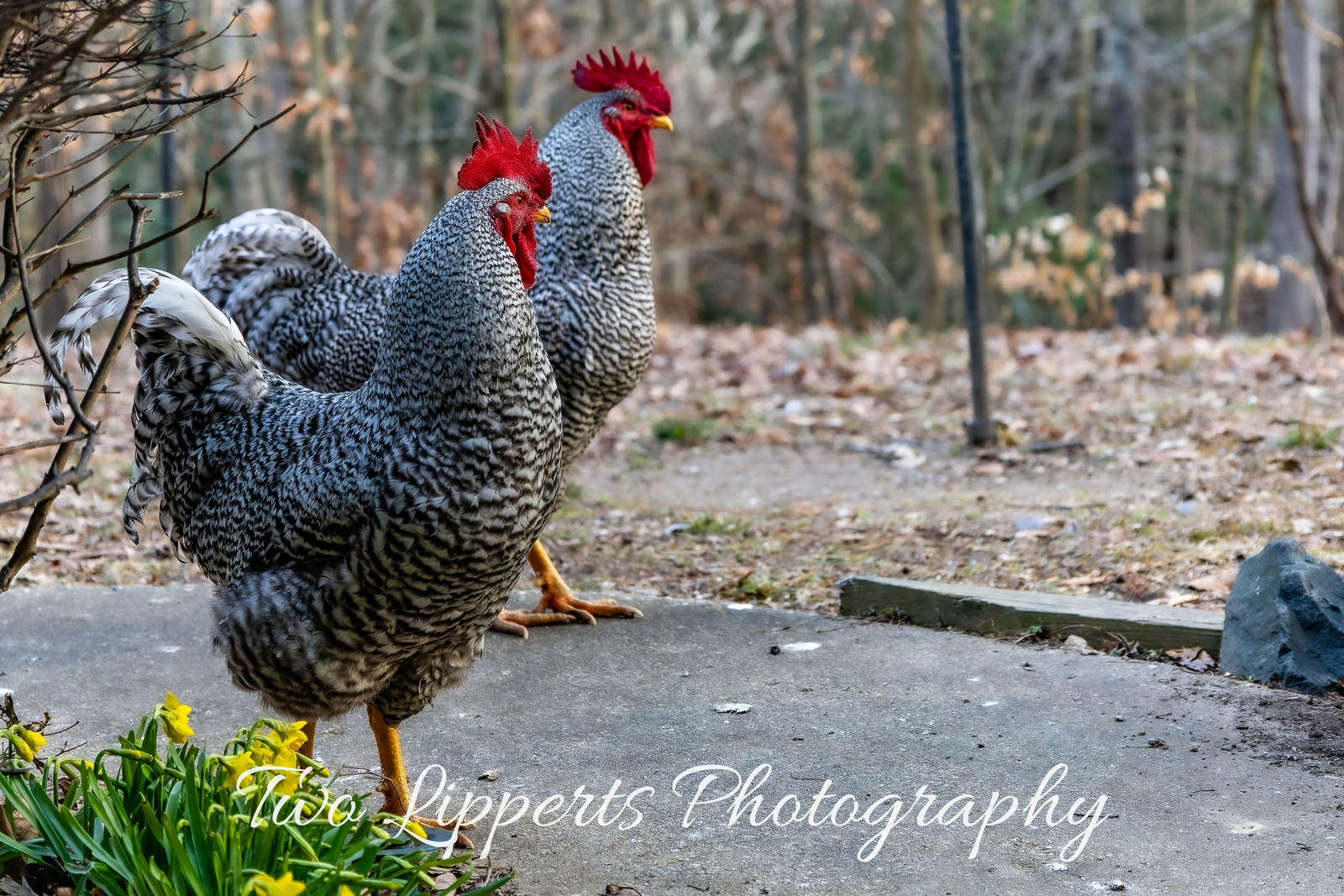 Neighbor's Chickens by Two Lipperts Photography