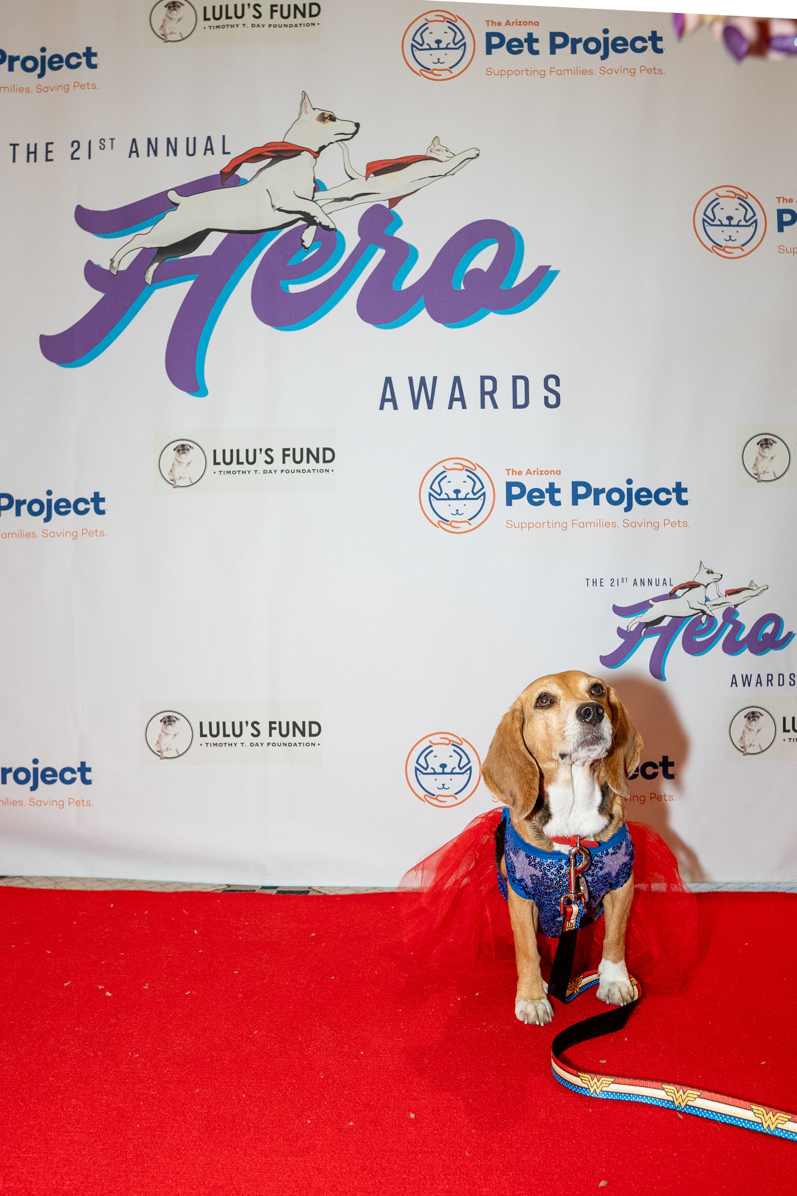 Hero Pet Project 2024 by The Rebel Photographer