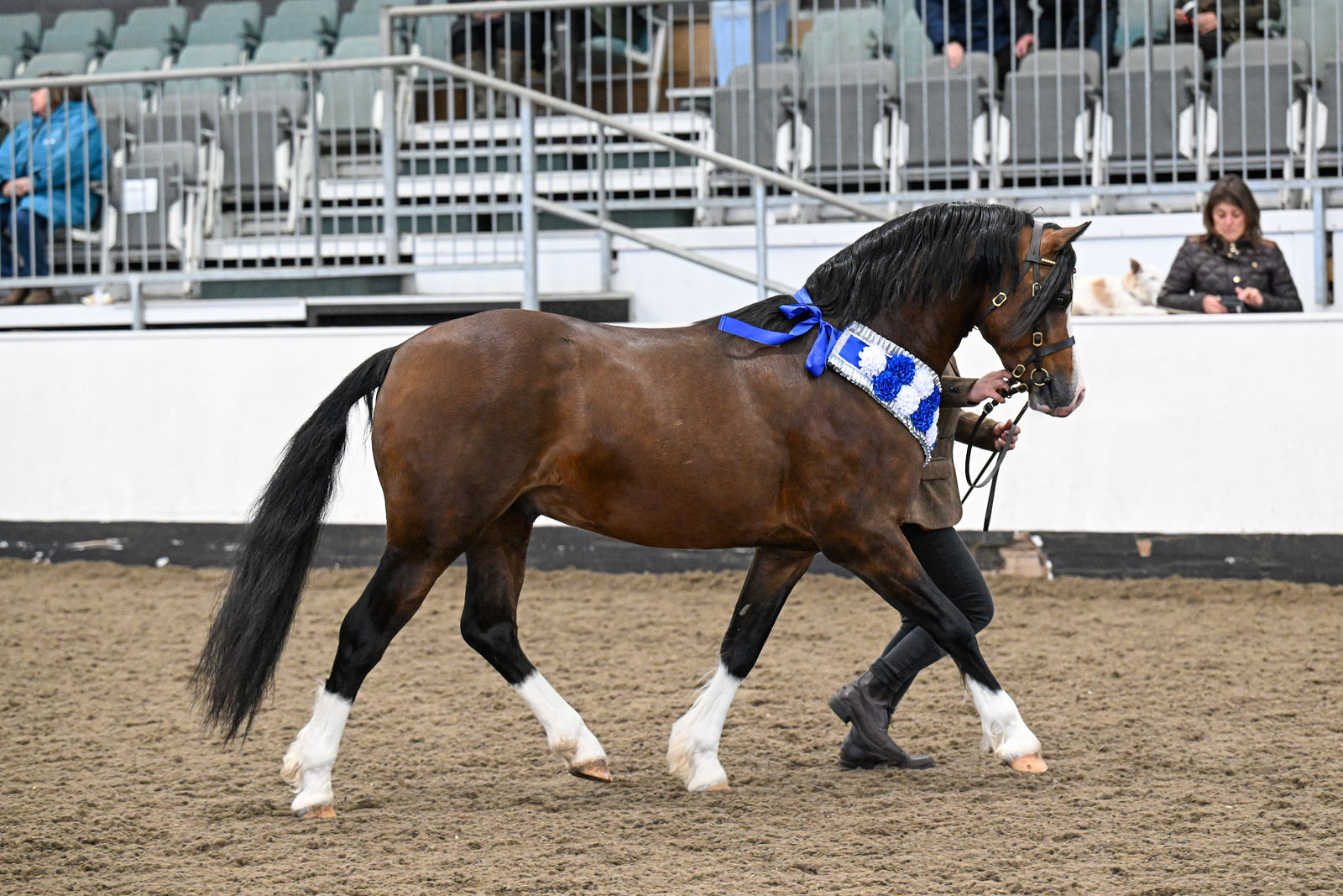 North Western WPCS Spring Show 2025 by EquinePix Photography