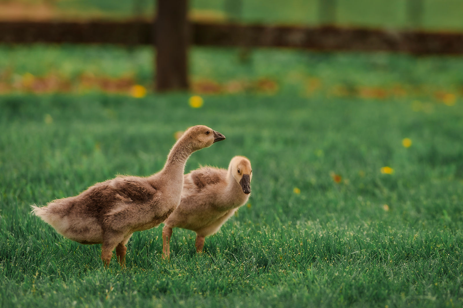 Harris Family Easter 2025 by Kaitlyn Silvestri Photography