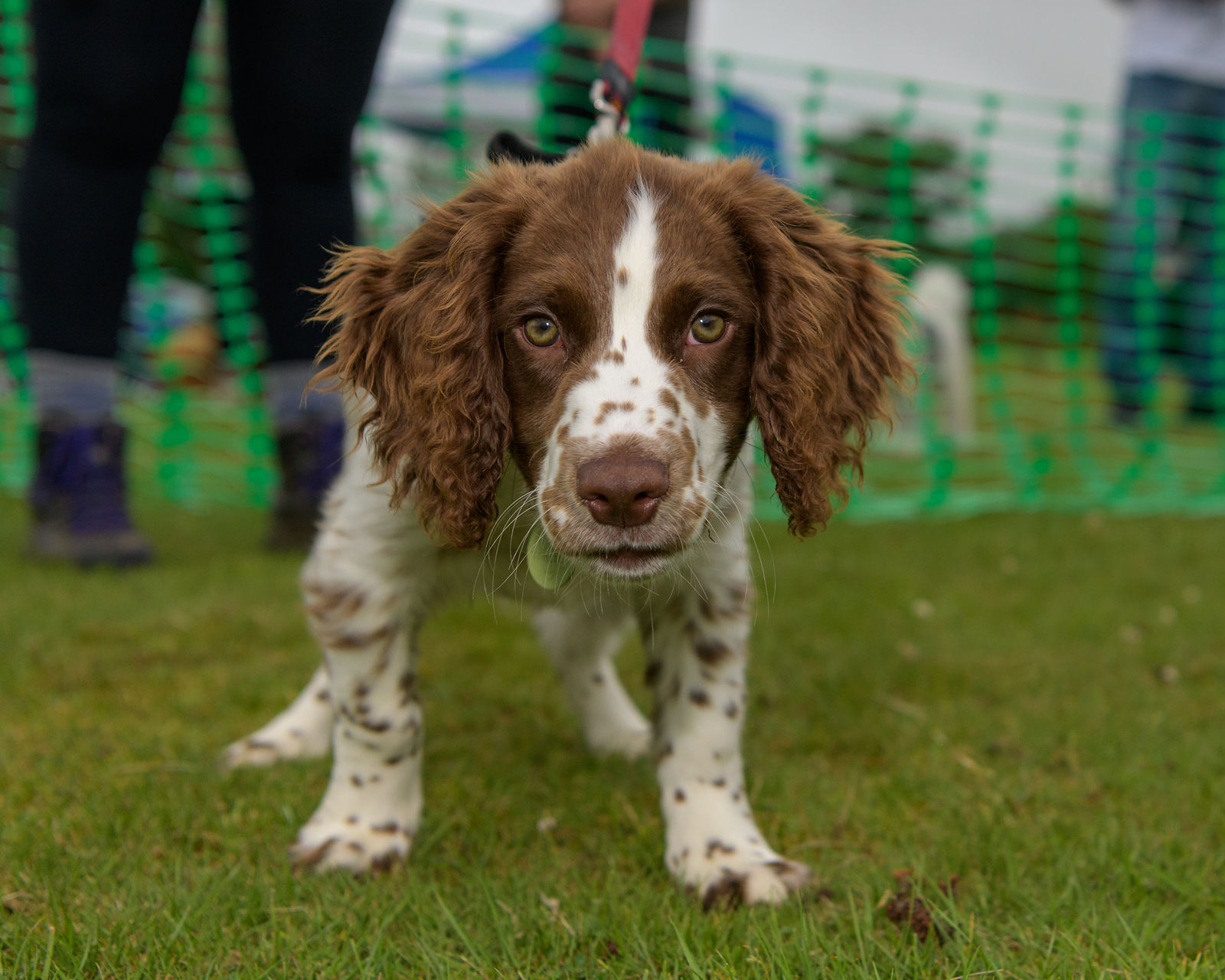 Winston by Craig Cantwell Photography