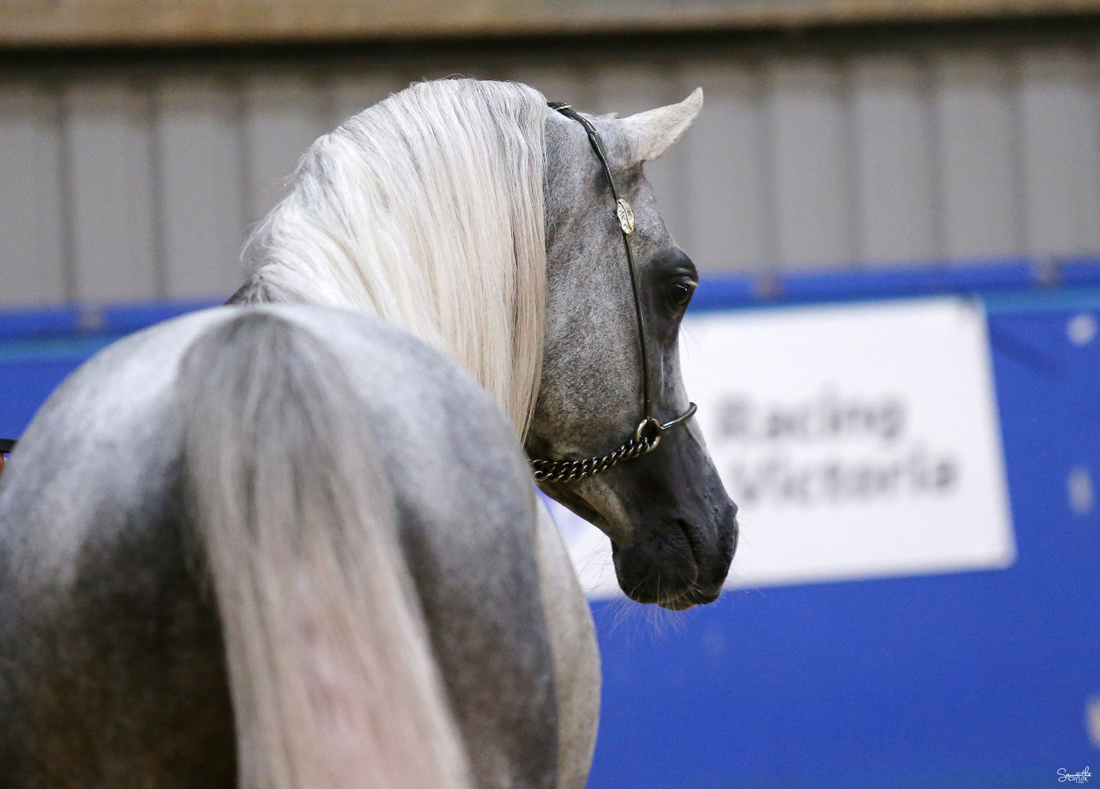 Arabian Extravaganza 2025 by Samantha Taylor Photography & Design