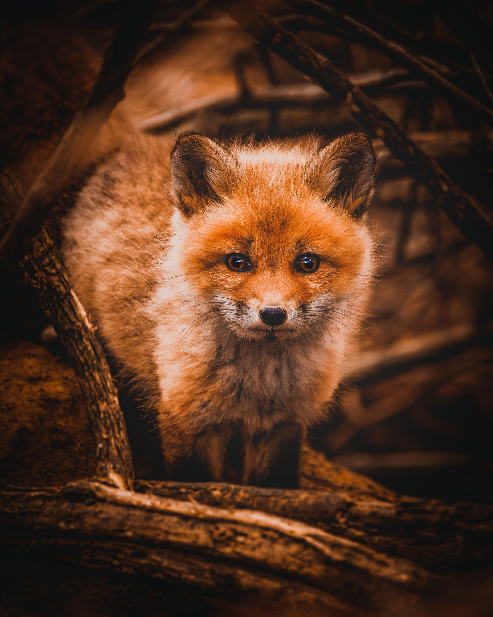 Mammals by Josh Fields Photography