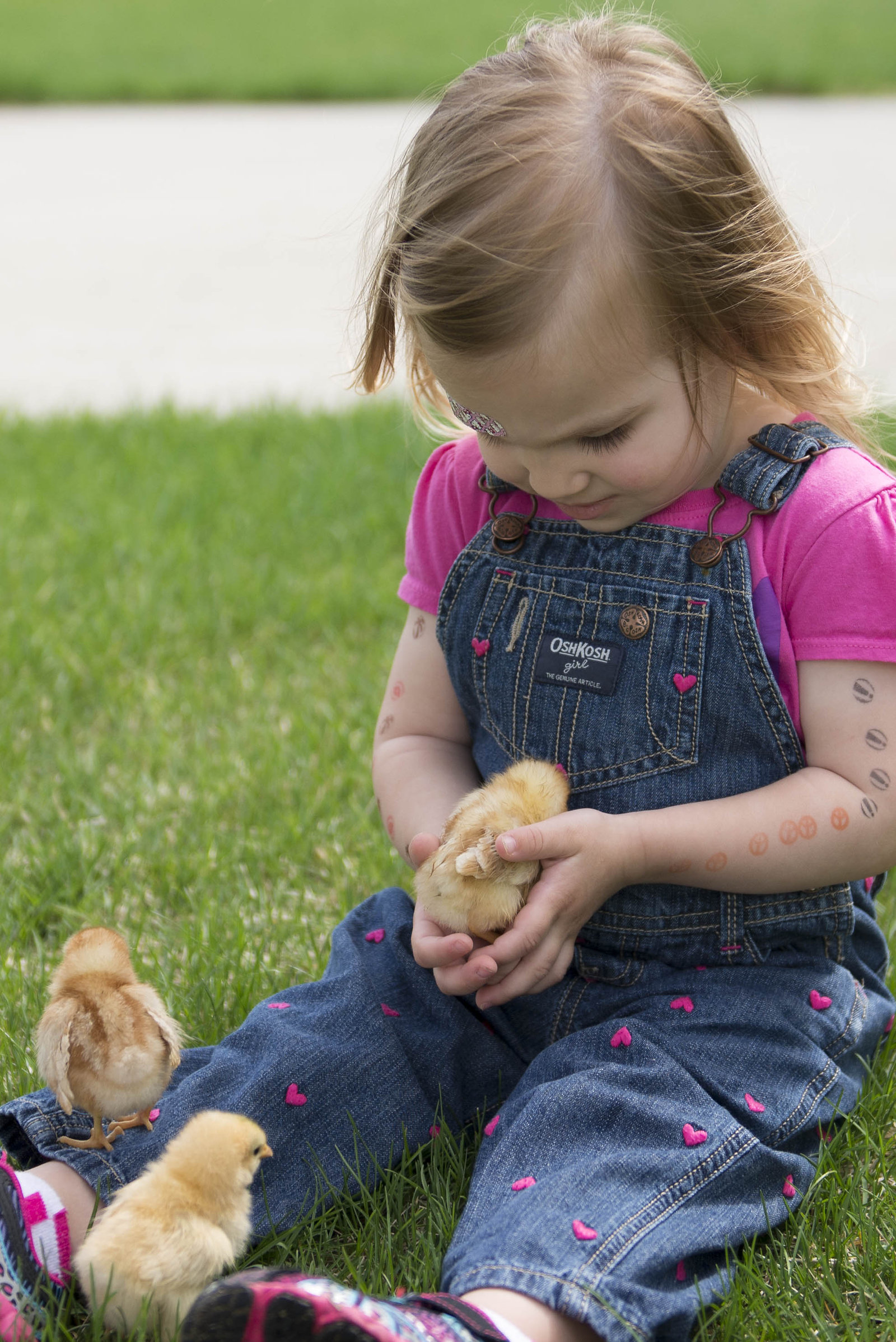 Shiloh & Baby Chickies by Ten Little Chickens Photography
