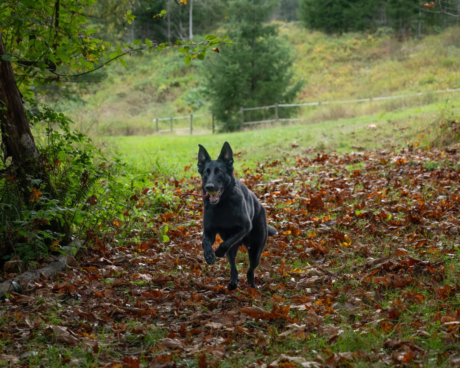 Maddison fall mini finished by Ayri K Photography
