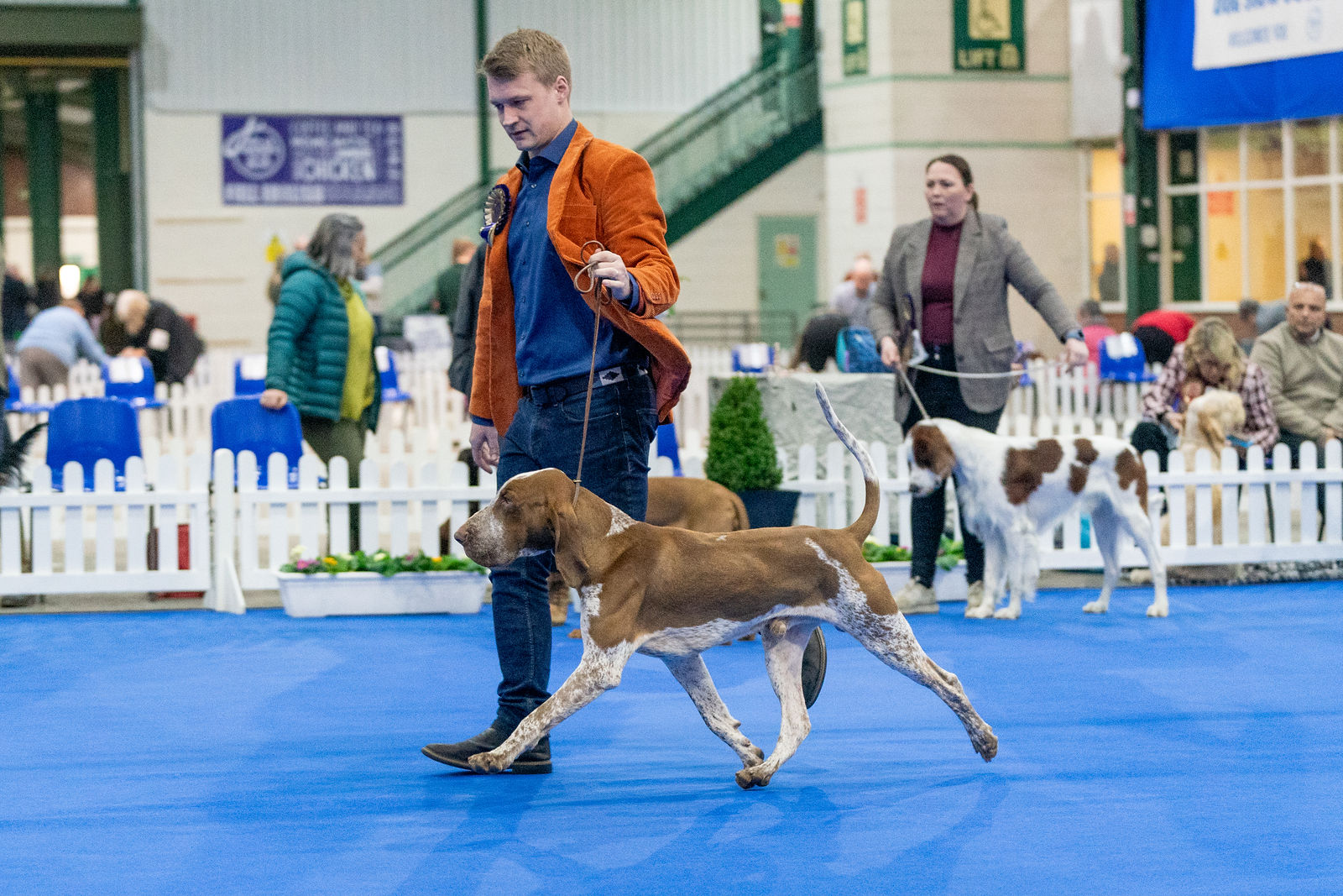 Manchester Dog Show Society Championship Show 2025 ringside by showdogmedia