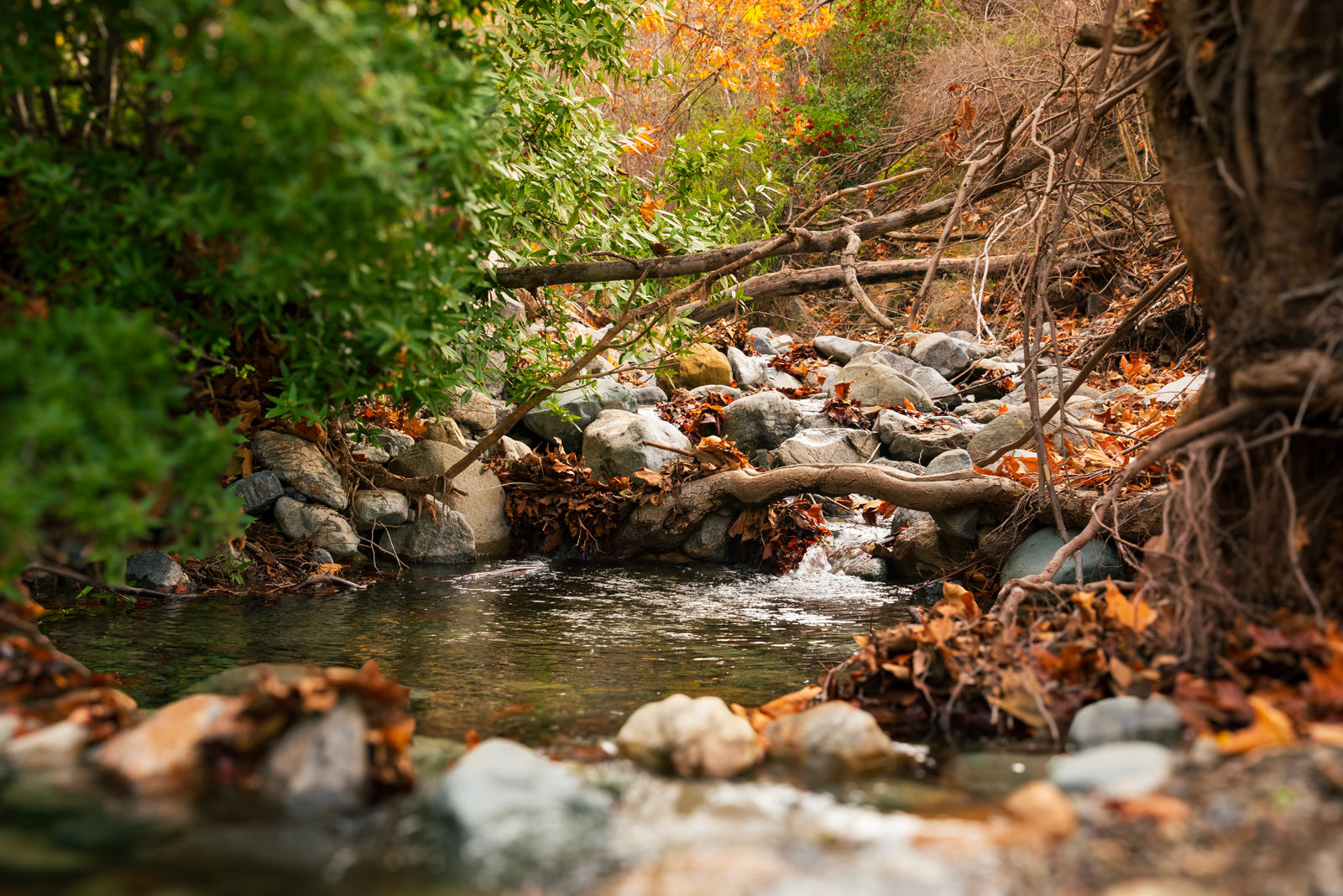 Nature by Selenehelion