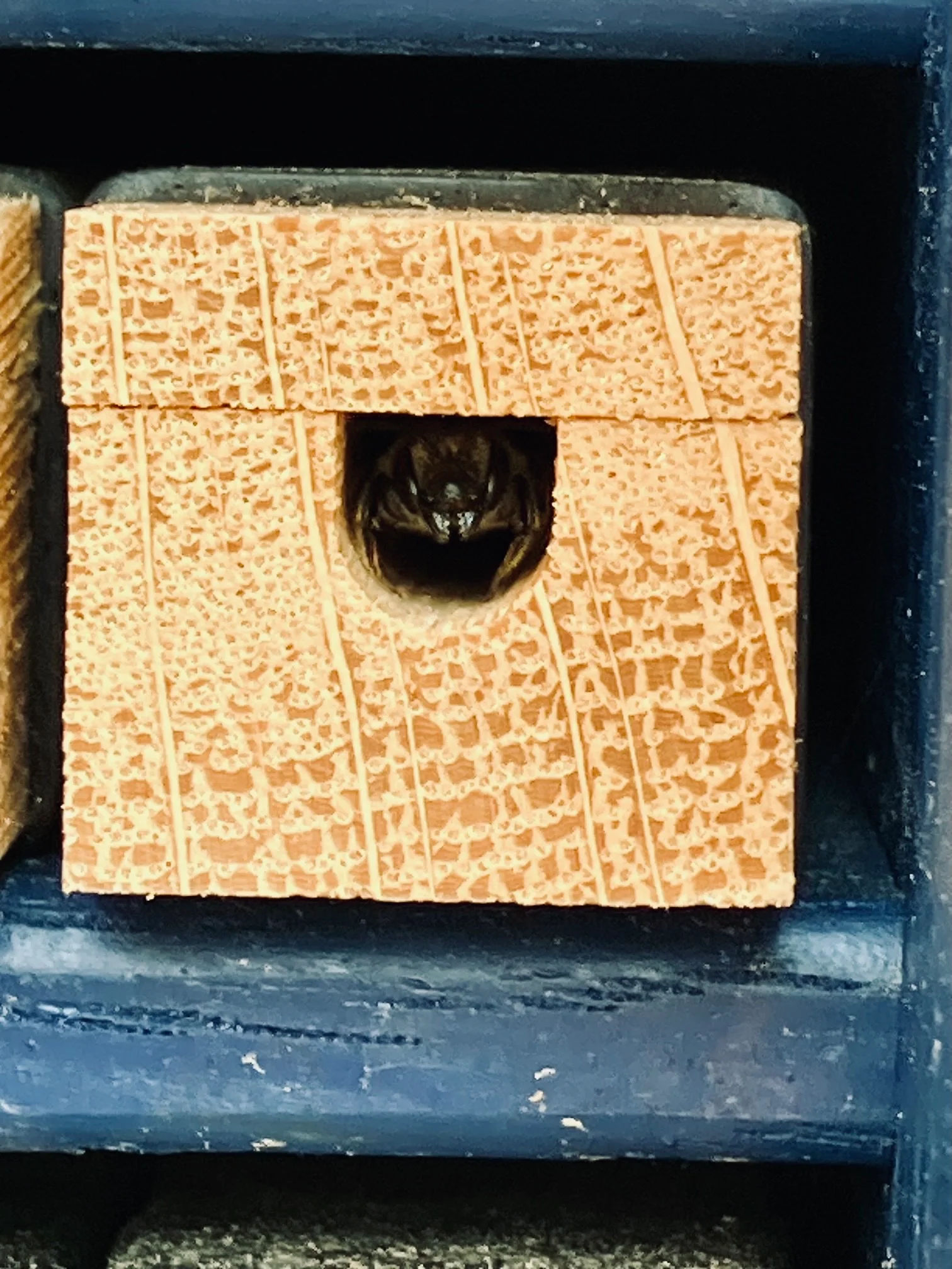 Megachile (Leafcutter Bees) by Scopa Wild Bee Homes