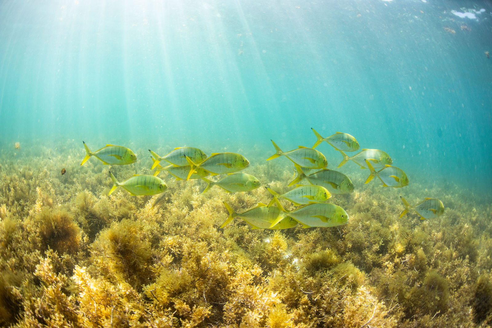 Sargassum by Blue Media Exmouth