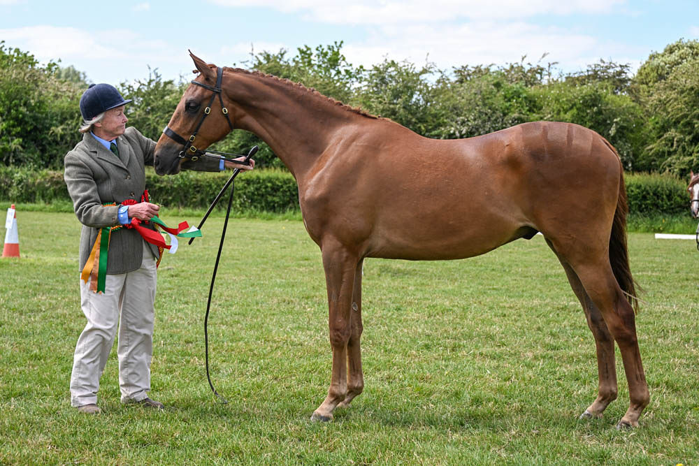 NPS Area 29 Show 2023 by EquinePix Photography