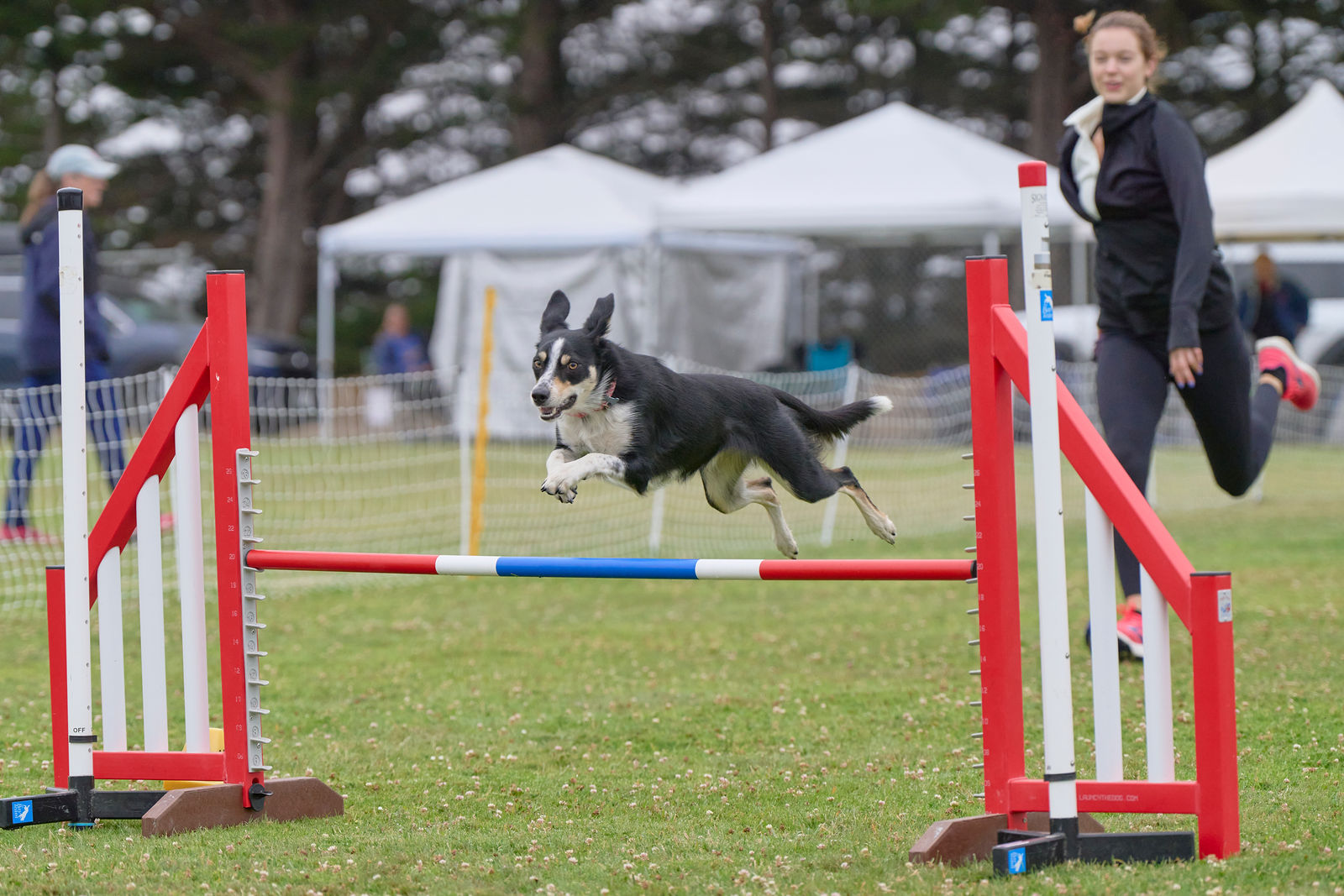 The Bay Team UKI Dog Agility by Steven Rice Photography