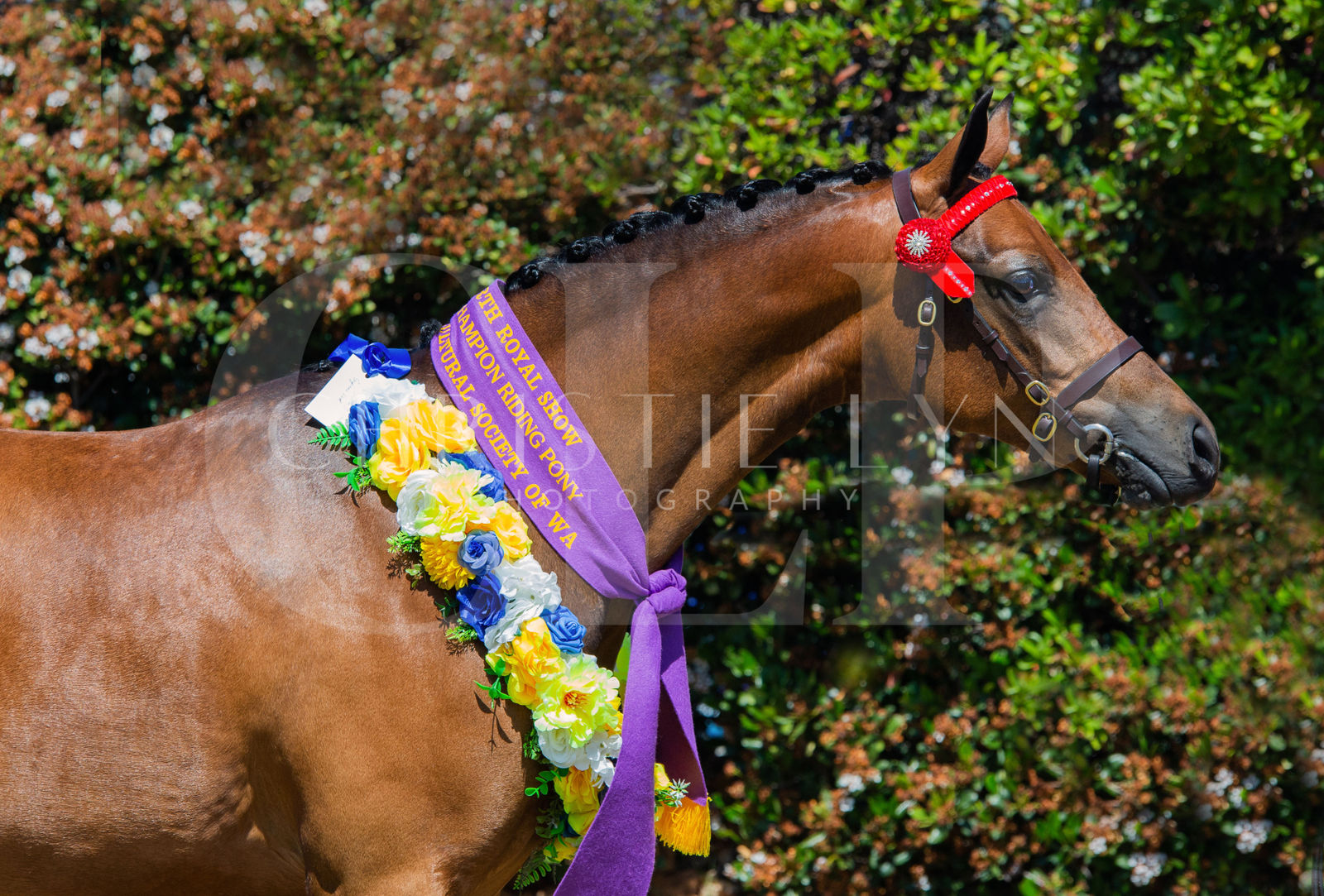 Perth Royal Show - MONDAY by Christie Lyn Photography