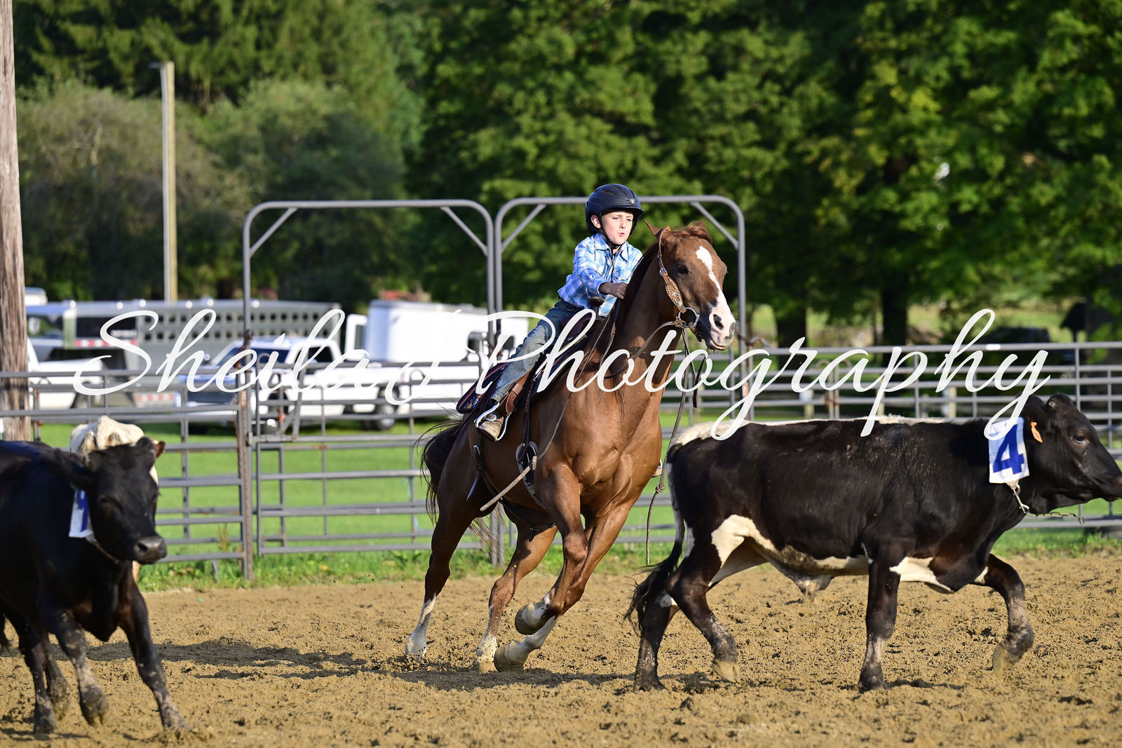 BEGINNER & YOUTH CATTLE SORTING by SheilaJPhotography