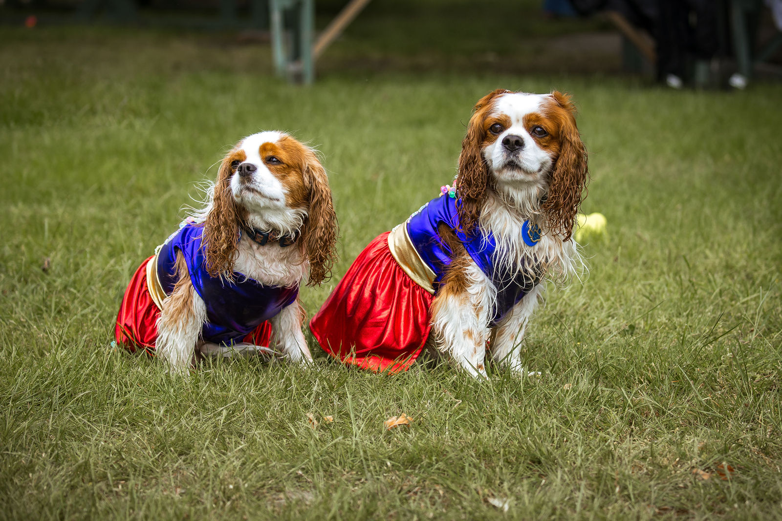 Dogs in Togs // 9 Nov 2024 by Jade Cvetkov Photography