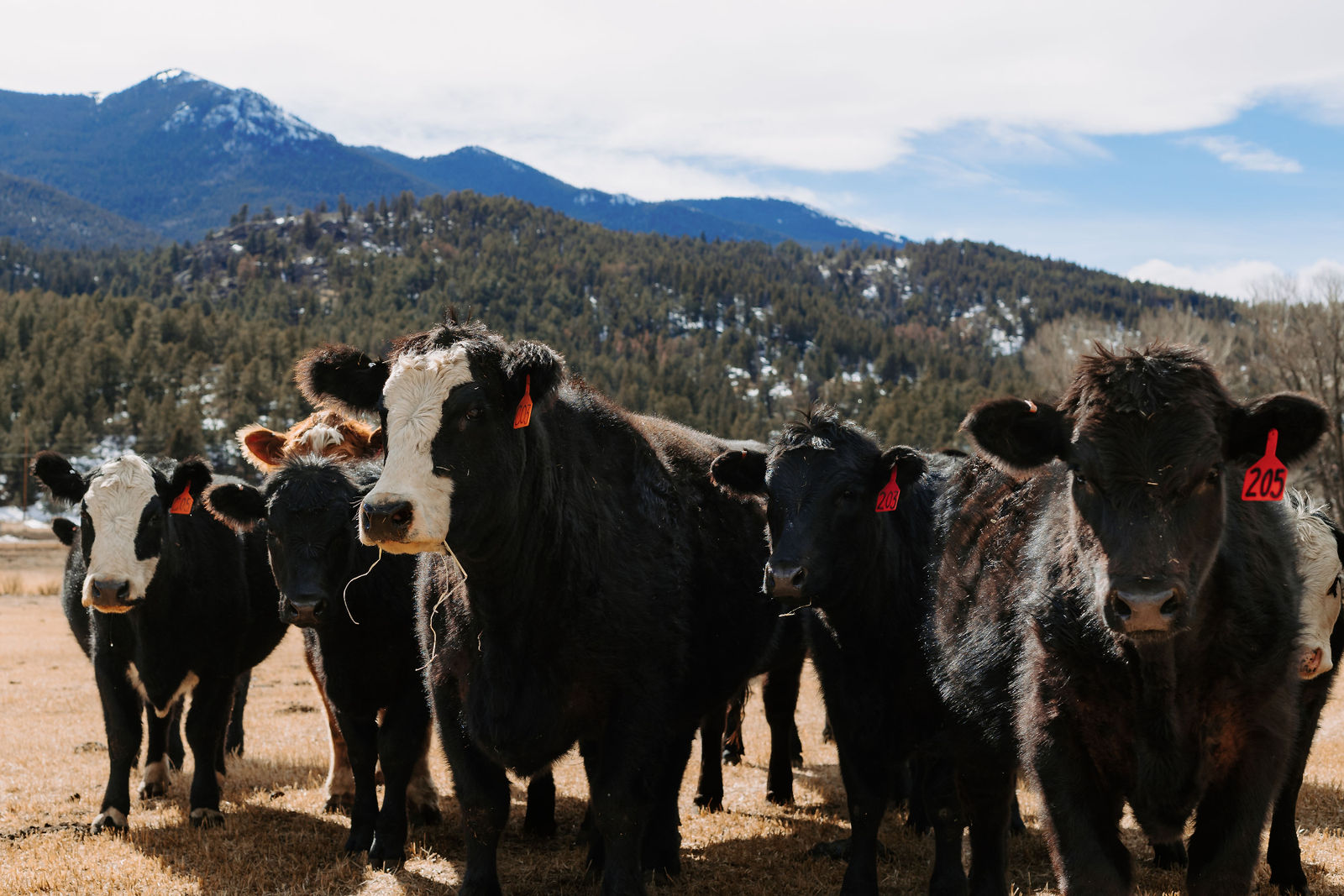 Ranch Day by BRASE Images