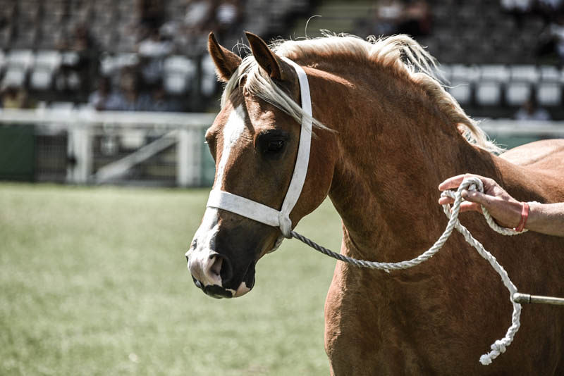 Royal Welsh Show Tuesday Highlights 2019 by EquinePix Photography