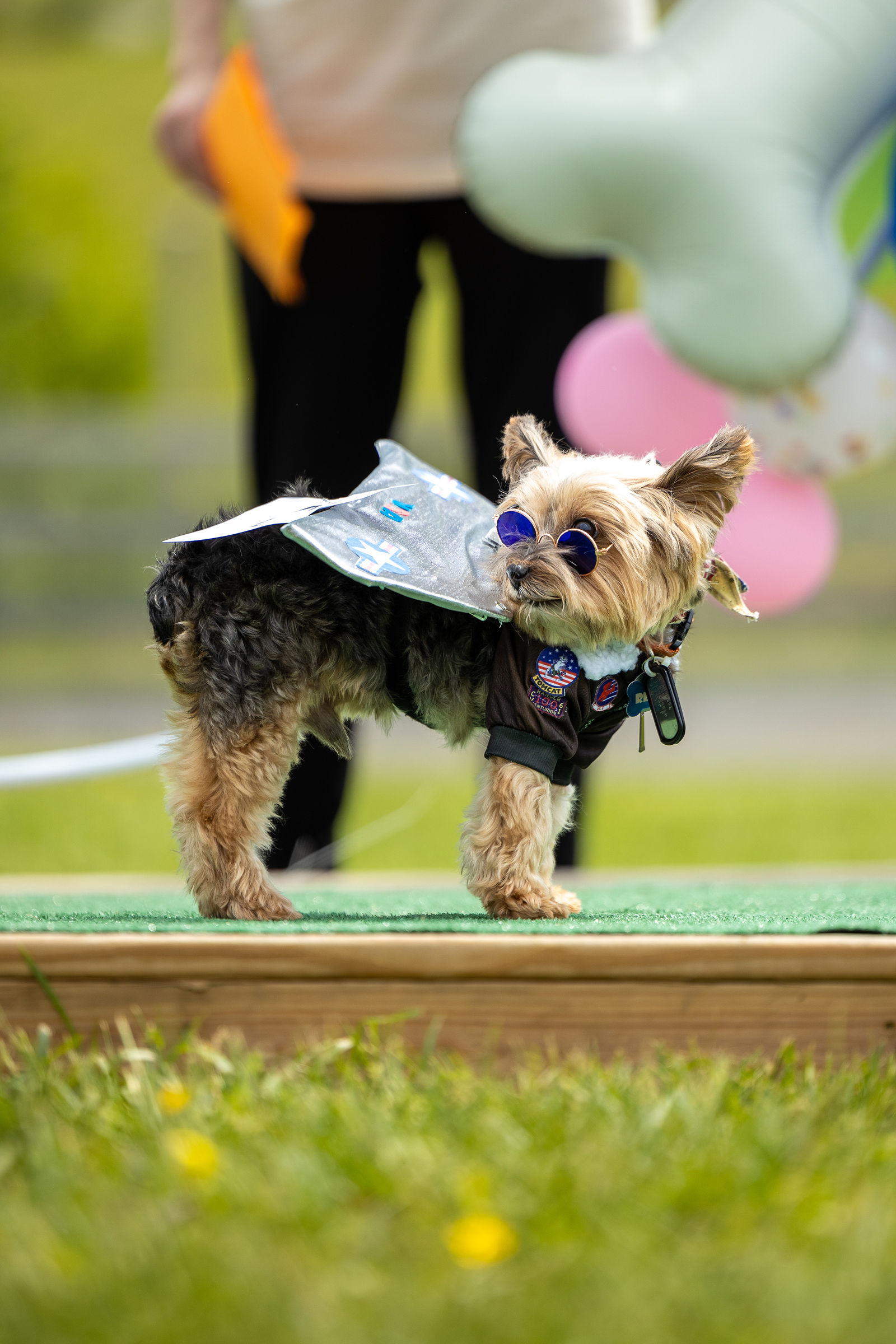 Paws For A Cause Pet Expo 2024 by Todd Temple Photography