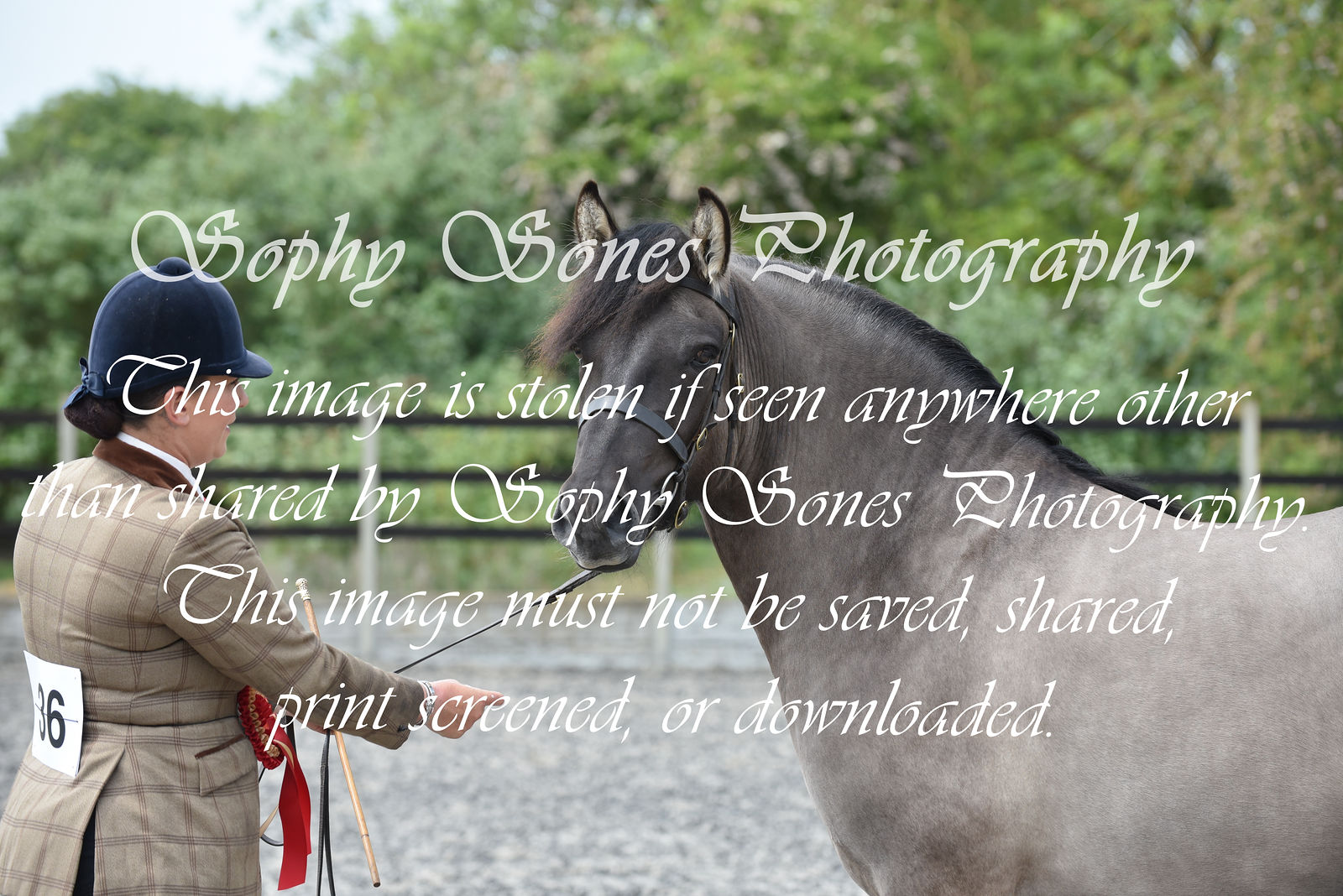 Showing at Grey Fern Park by Sophy Sones Photography