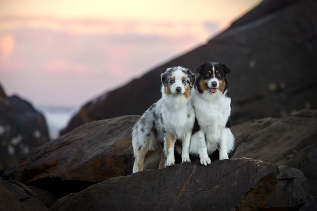 Hazel by B&M Photography