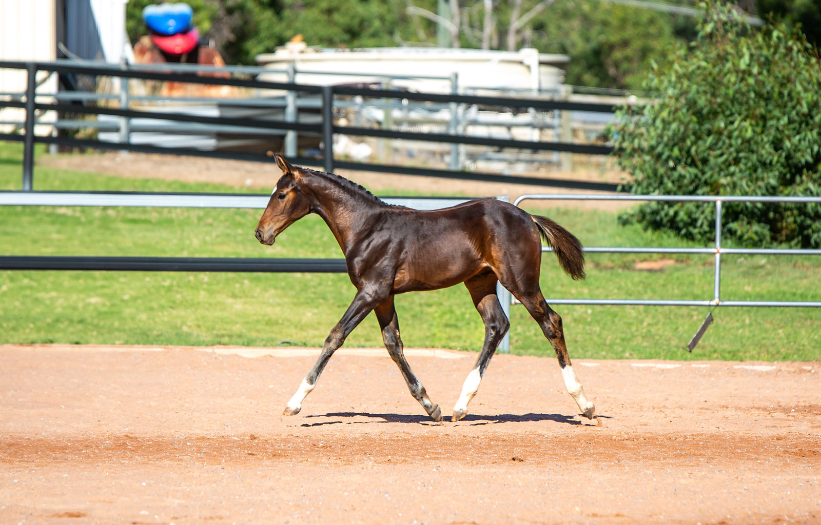2025 AWHA Warmblood Tour- Lokenzo Park by Kelly Thomas Productions