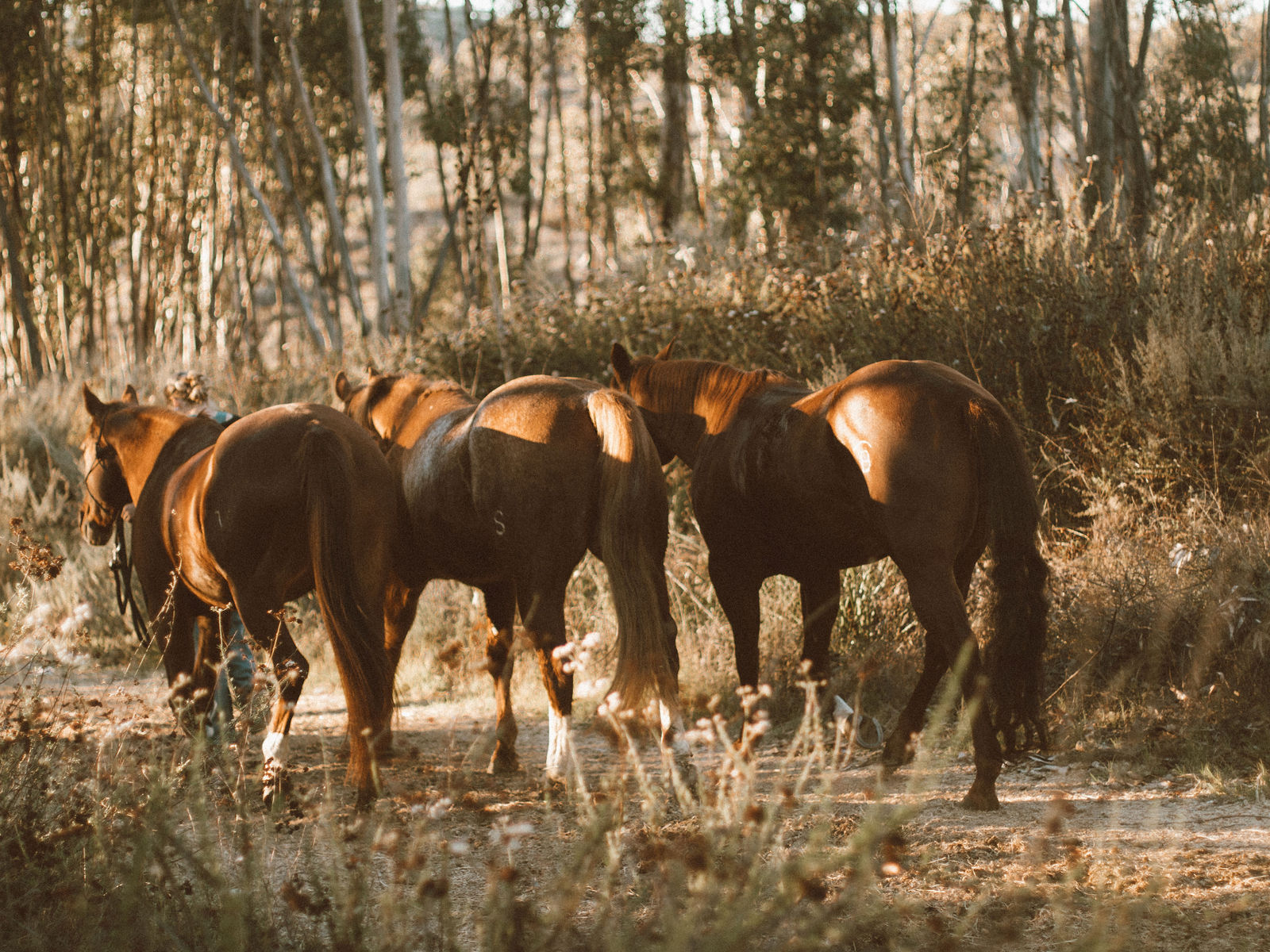 Harlow's Gallery by Ali Art & Photography