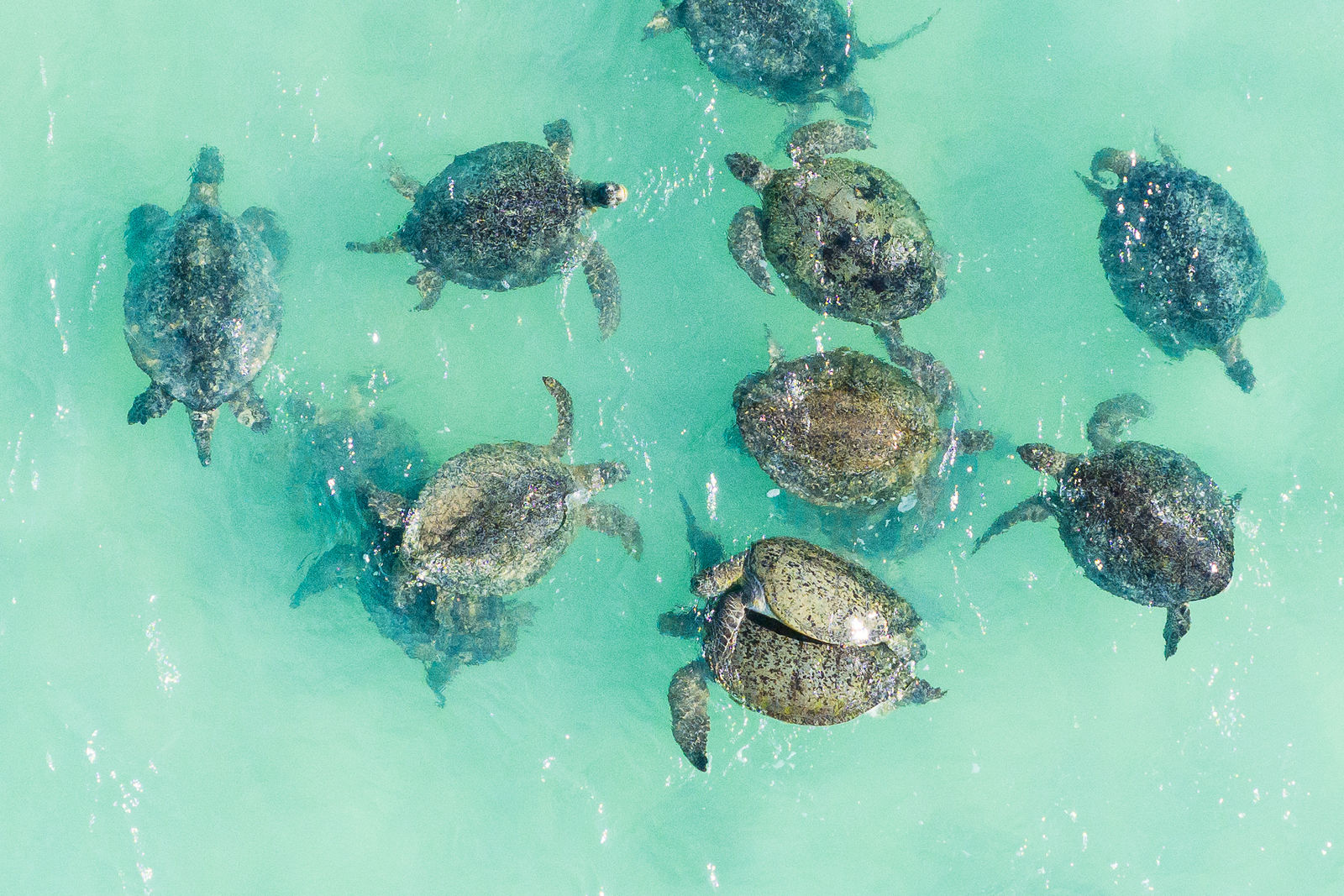 Turtles mating season by Blue Media Exmouth