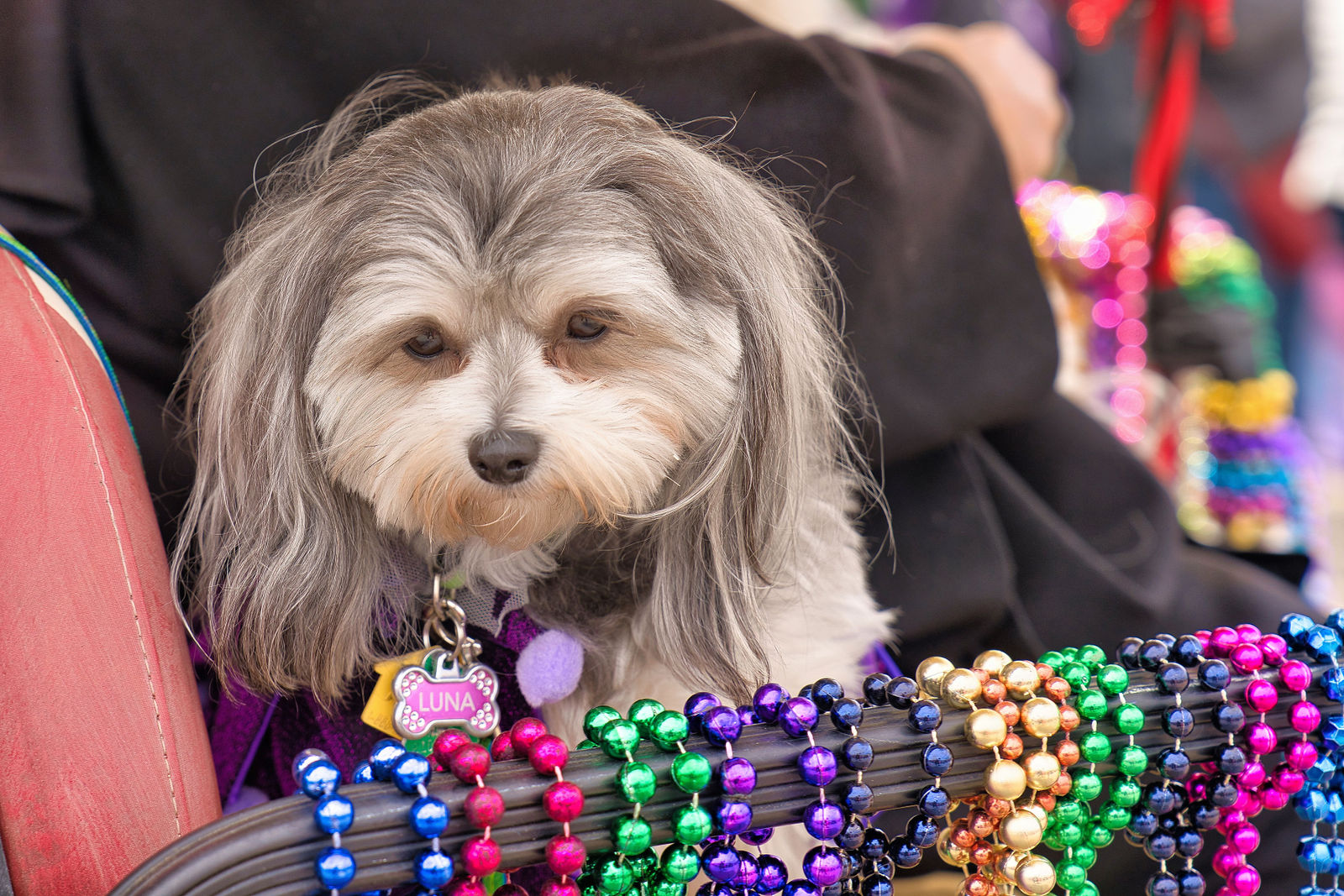 Barkus Parade 2025 by FOMO Photography