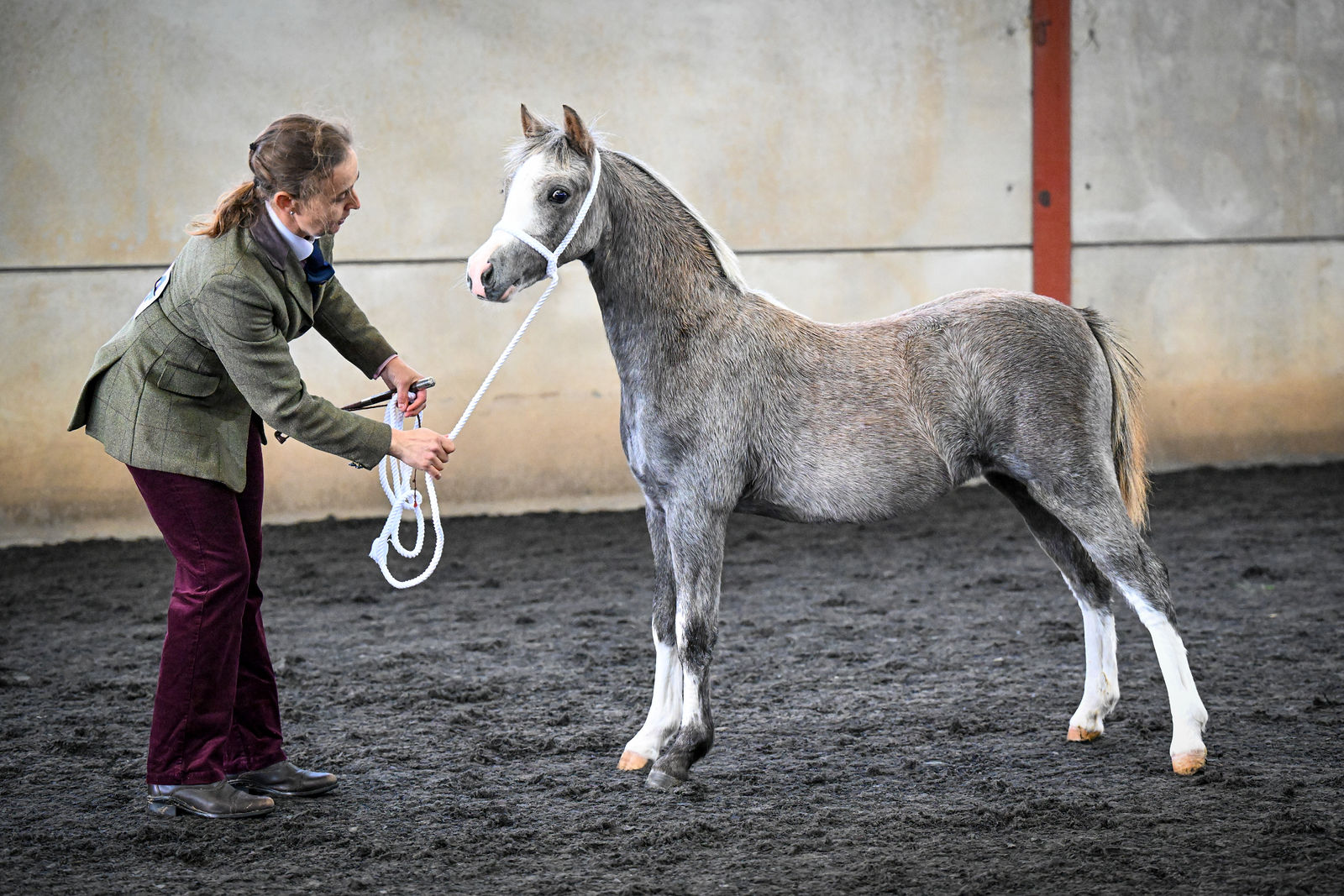 Severn Valley Foal & Yearling Show 2024 by EquinePix Photography