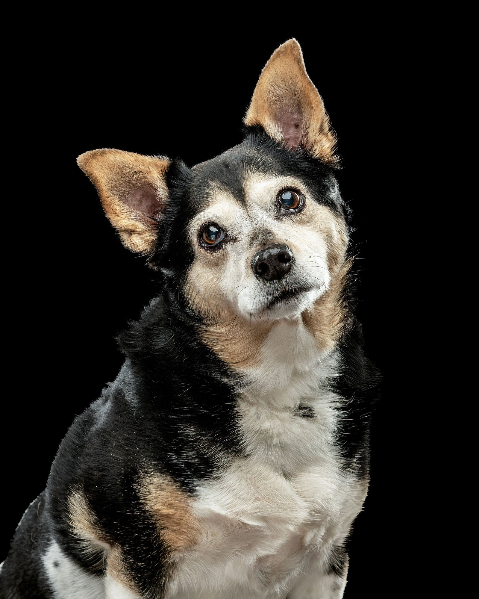SAM & COCO'S PORTRAITS by Annmarie Young Photography