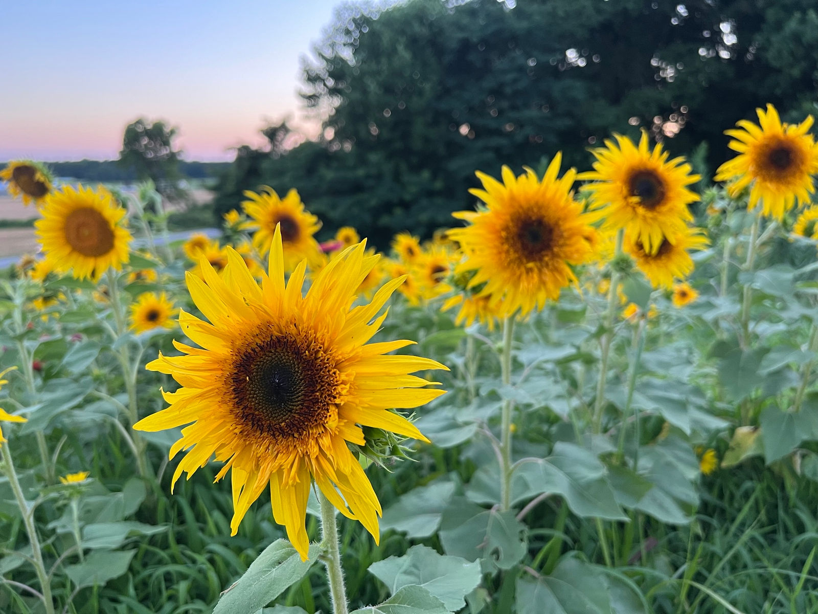Miss Cam at Sunflowers by Summertime Photography