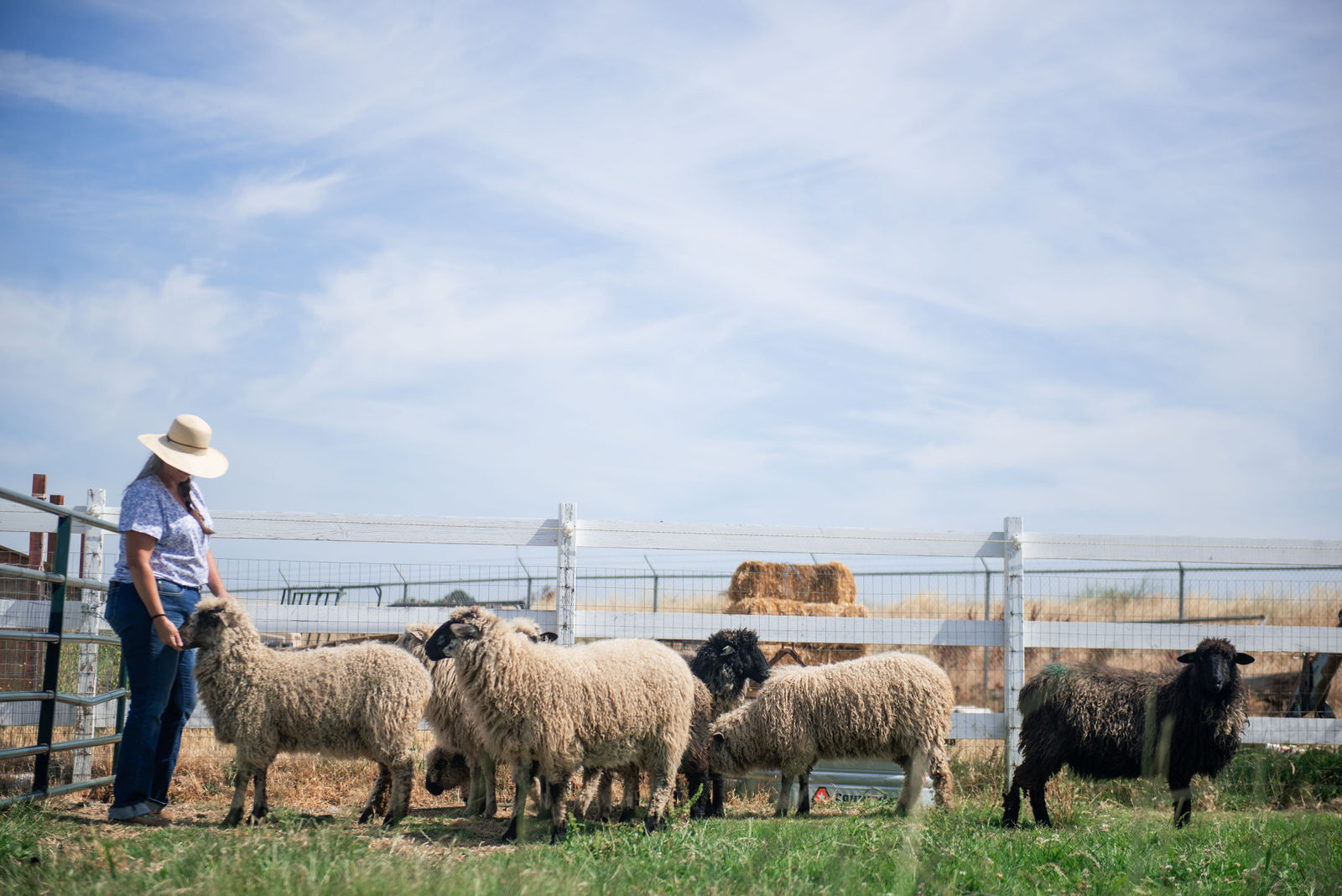 Black Sheep Ranch by Austin Romito